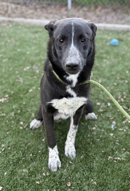 Dog for adoption - Apollo, an Australian Cattle Dog / Blue Heeler in ...