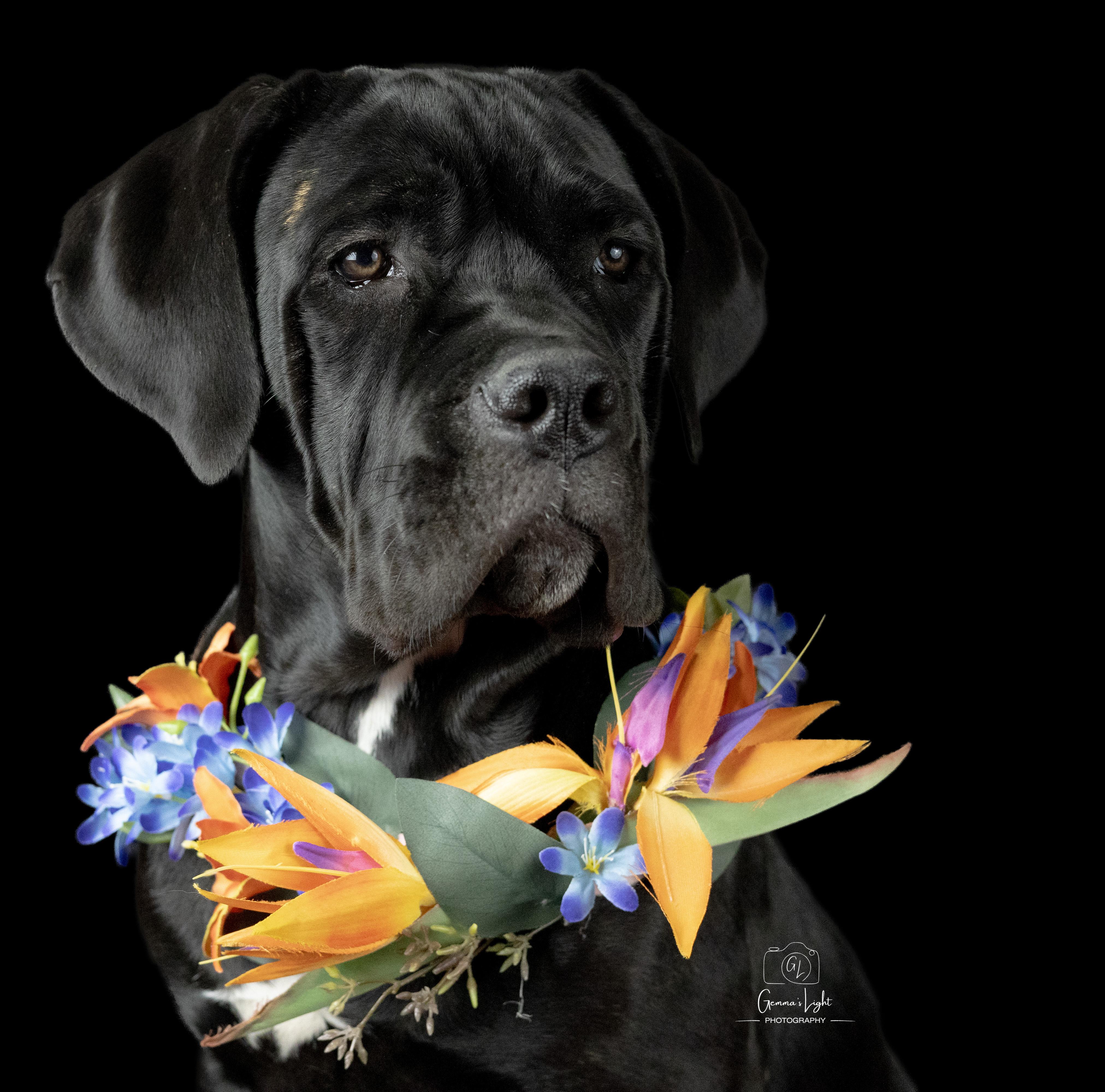 Dog for adoption - Giada, a Cane Corso in Cleveland, OH | Petfinder