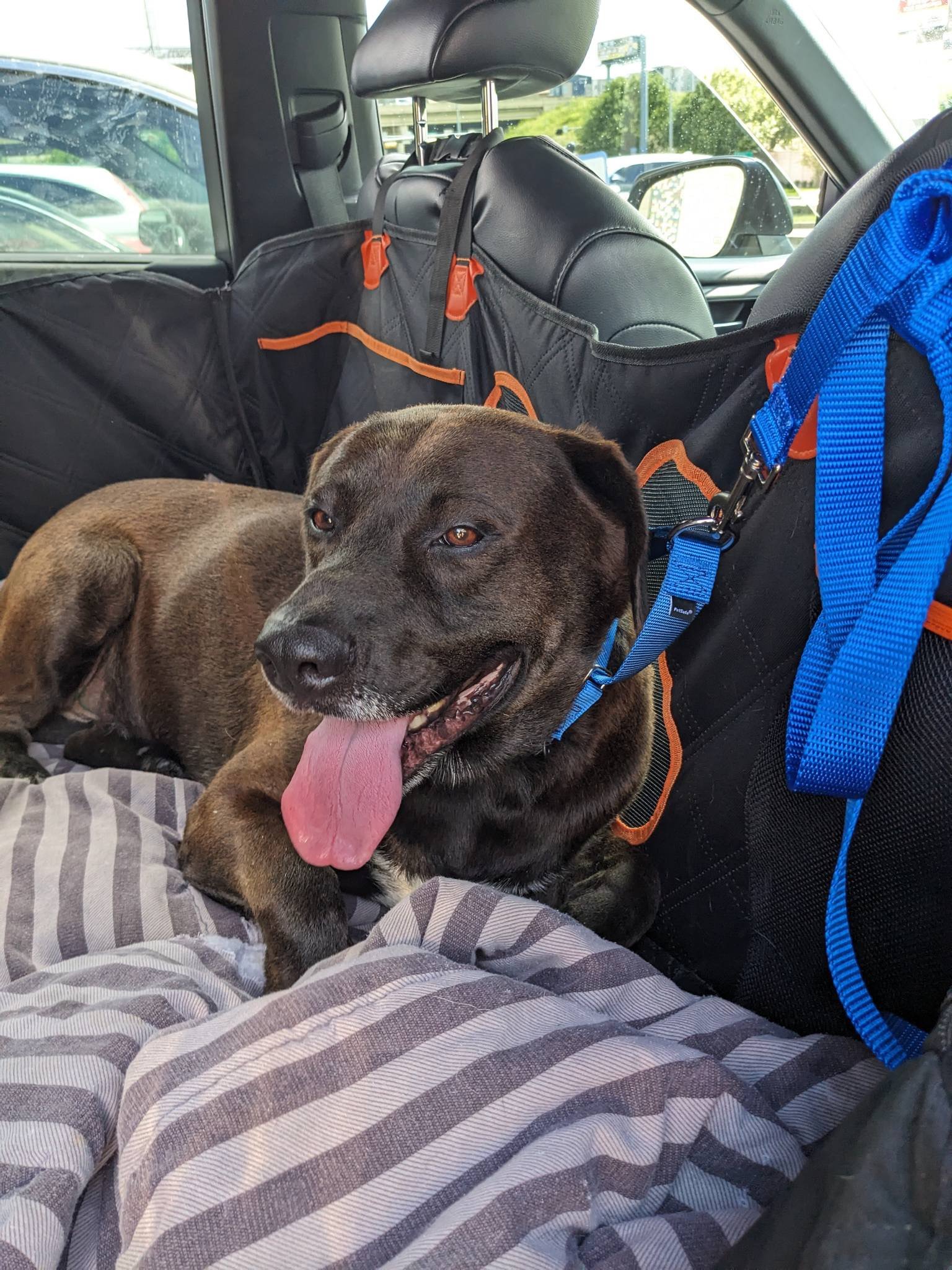 Dog for adoption - Chocolate, a Chocolate Labrador Retriever in ...