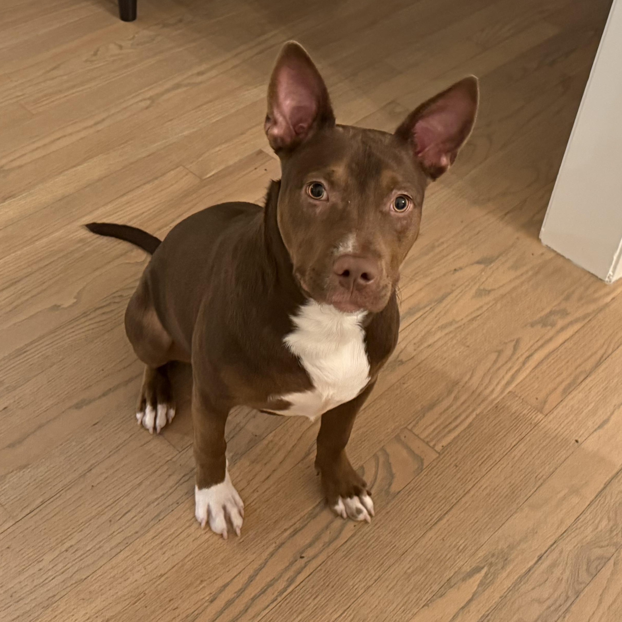 Dog for adoption - Rusty, a Pit Bull Terrier in Seattle, WA | Petfinder