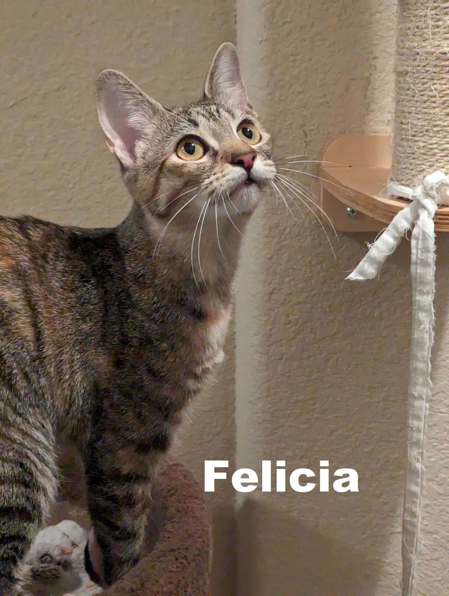 Cat for adoption - Felicia, a Domestic Short Hair in Billings, MT ...
