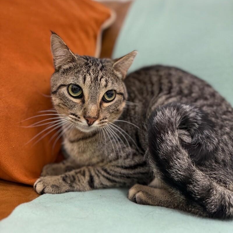 Cat for adoption - Jill Simpson, a Domestic Short Hair & Tabby Mix in ...