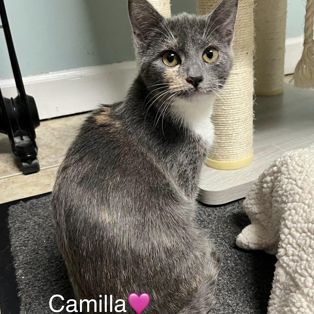 Cat for adoption - Camilla, a Dilute Calico & Domestic Short Hair Mix in Peachtree City, GA ...