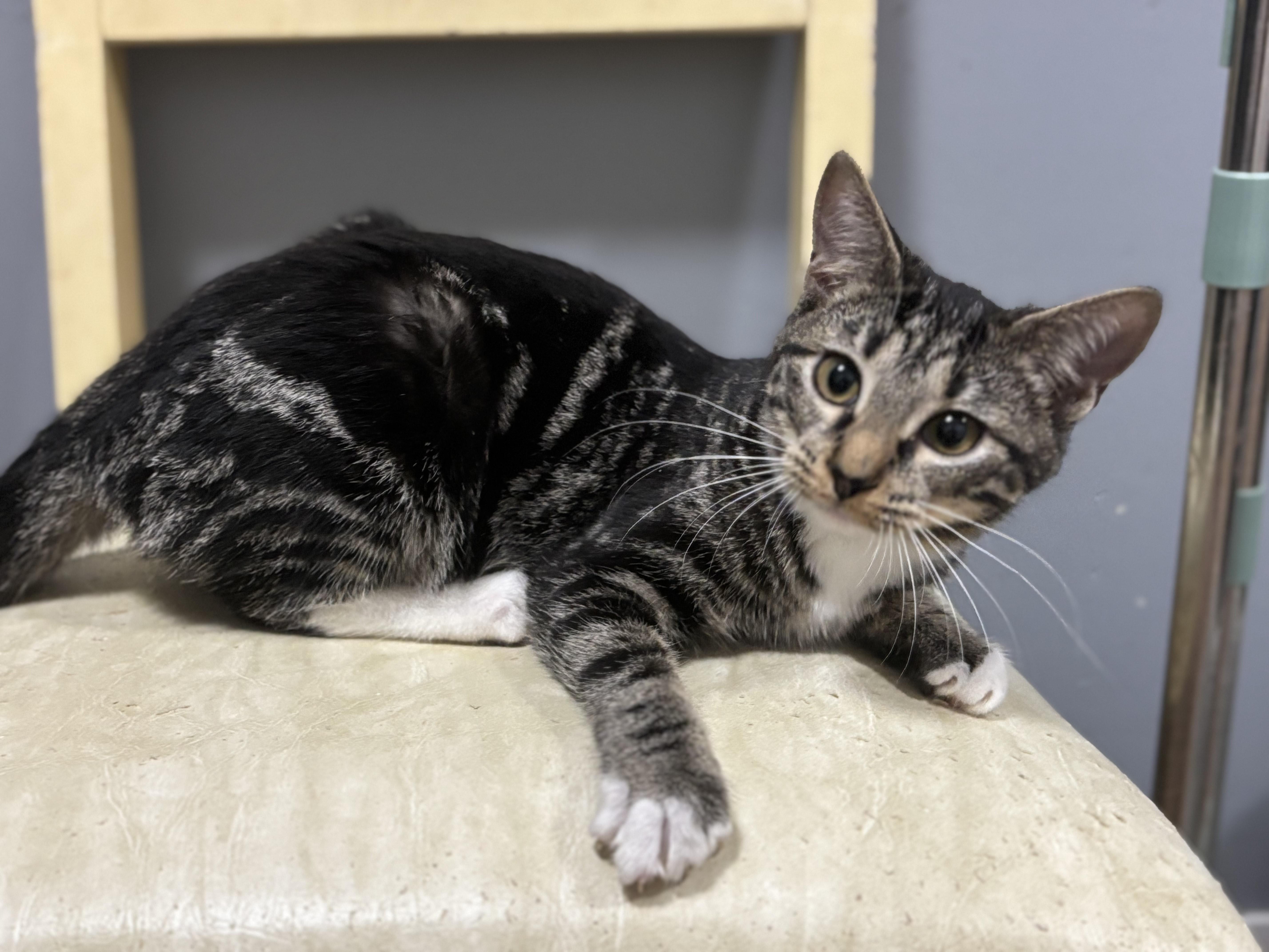 Cat for adoption - Spritzy (Cuddle Bug!), a Tabby & Domestic Short Hair ...