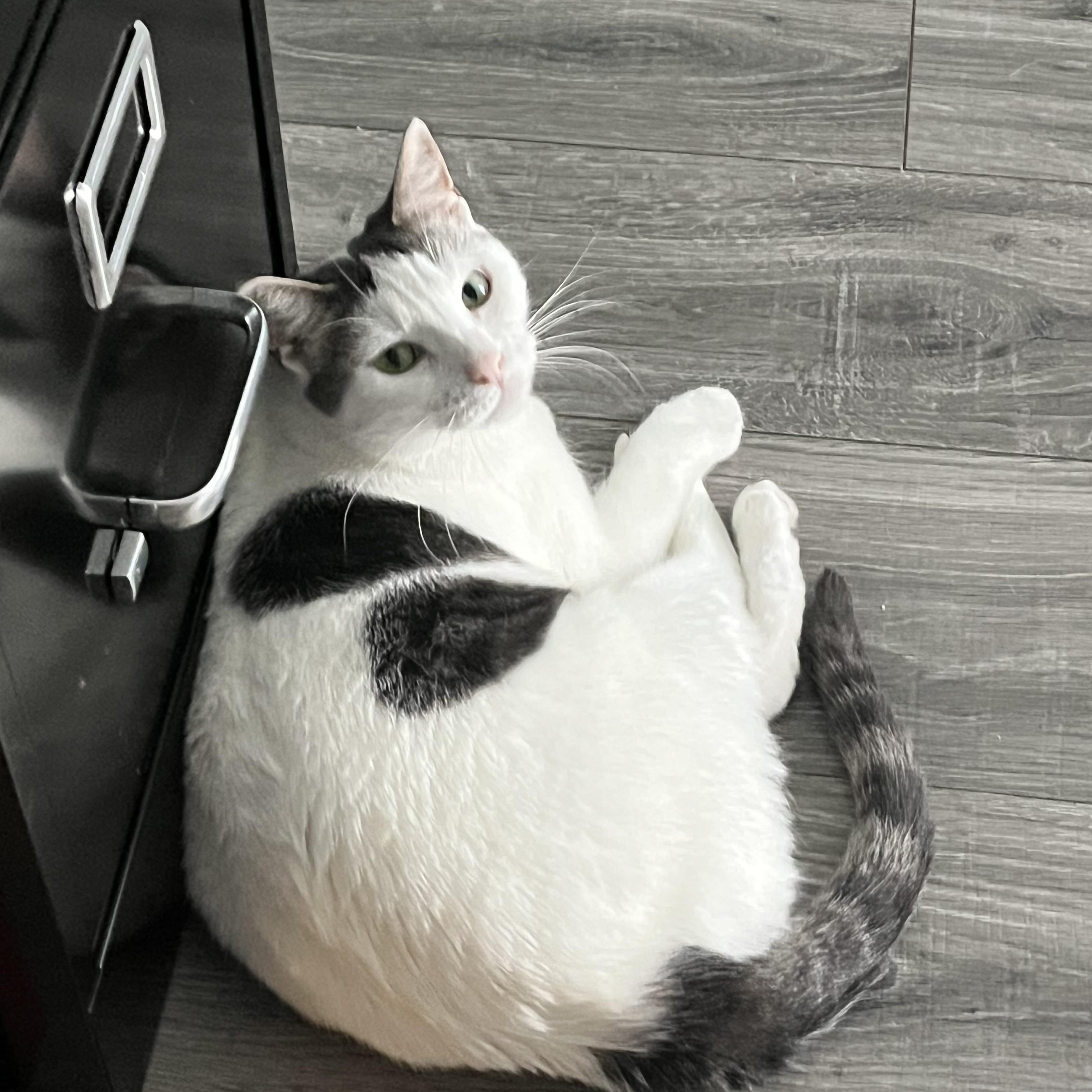 Cat for adoption - EMILY - WITH EMERALD EYES, a Domestic Short Hair in ...