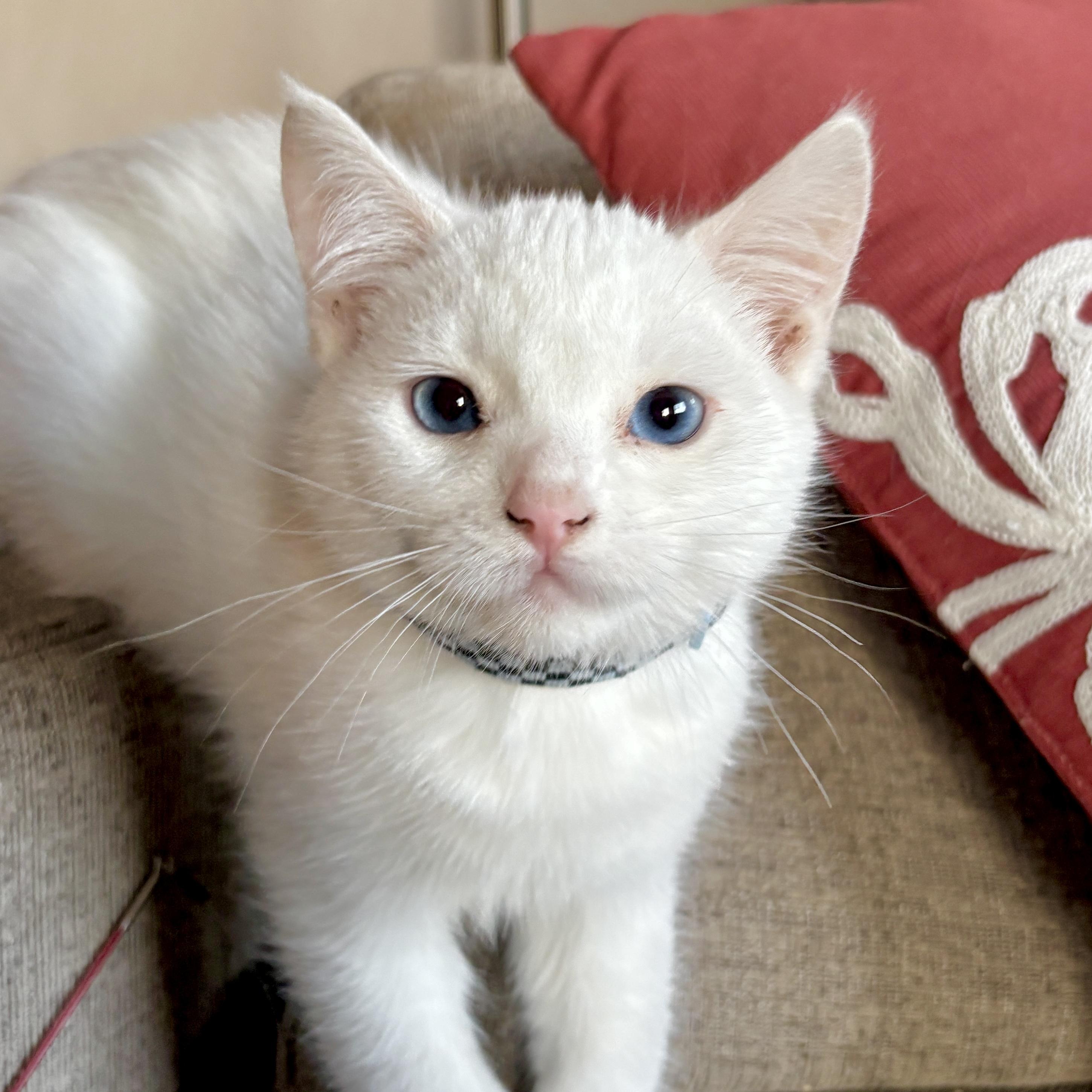 Cat for adoption - Phoebe, a Domestic Short Hair in Sonora, CA | Petfinder