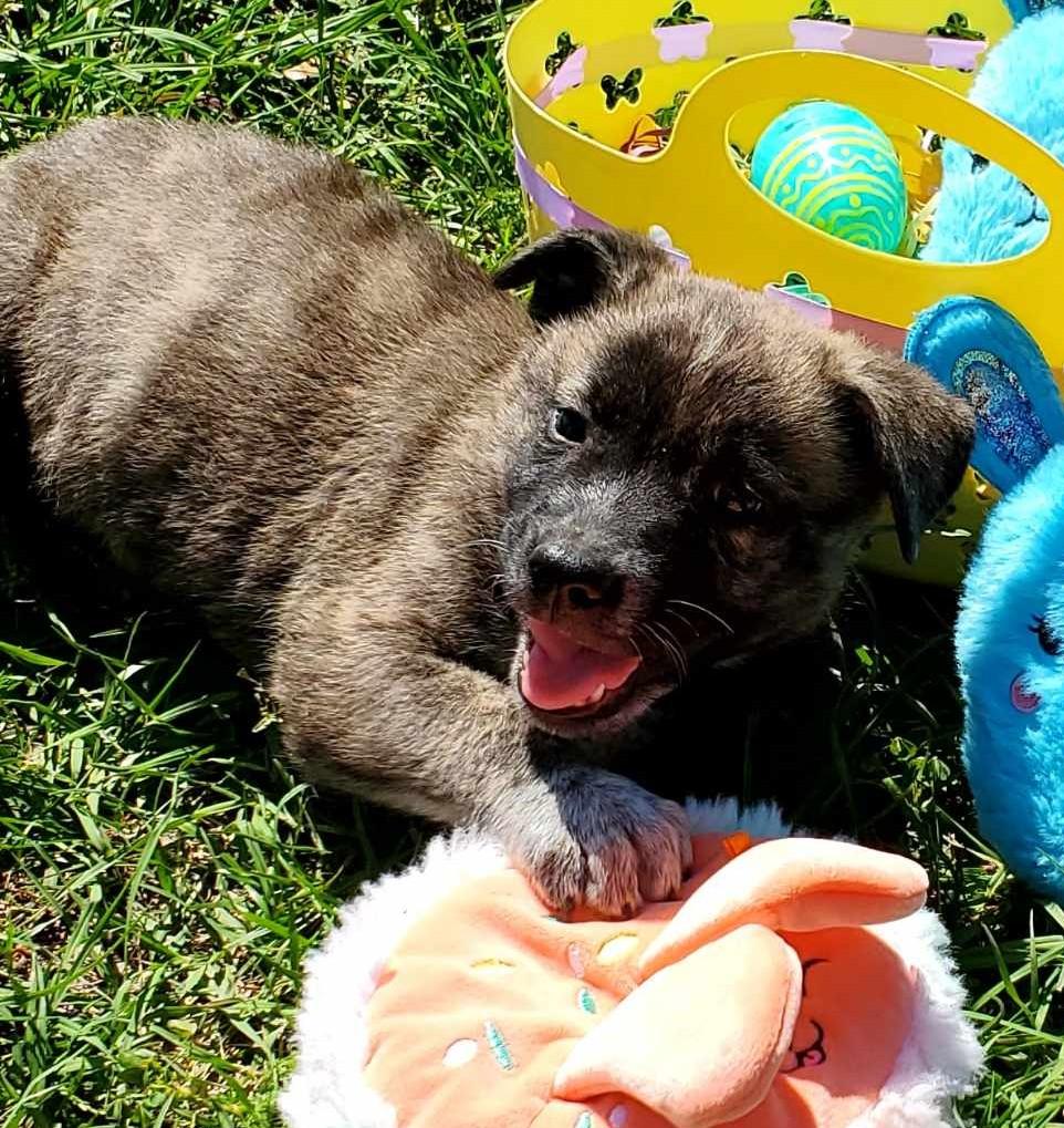 Dog for adoption - Basil, an Australian Cattle Dog / Blue Heeler Mix in ...