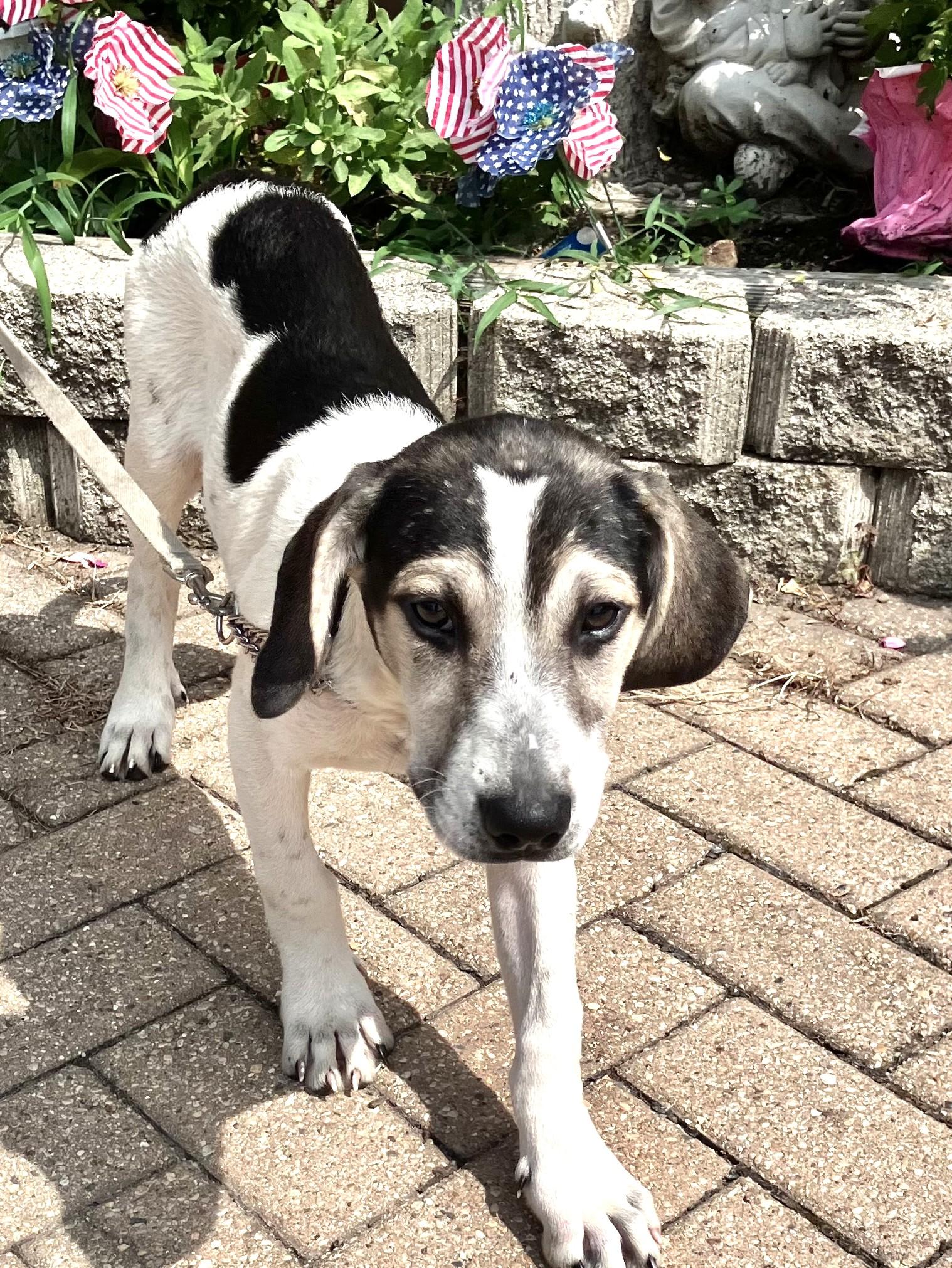 Dog for adoption - Arctic, a Beagle & Basset Hound Mix in West Chicago ...