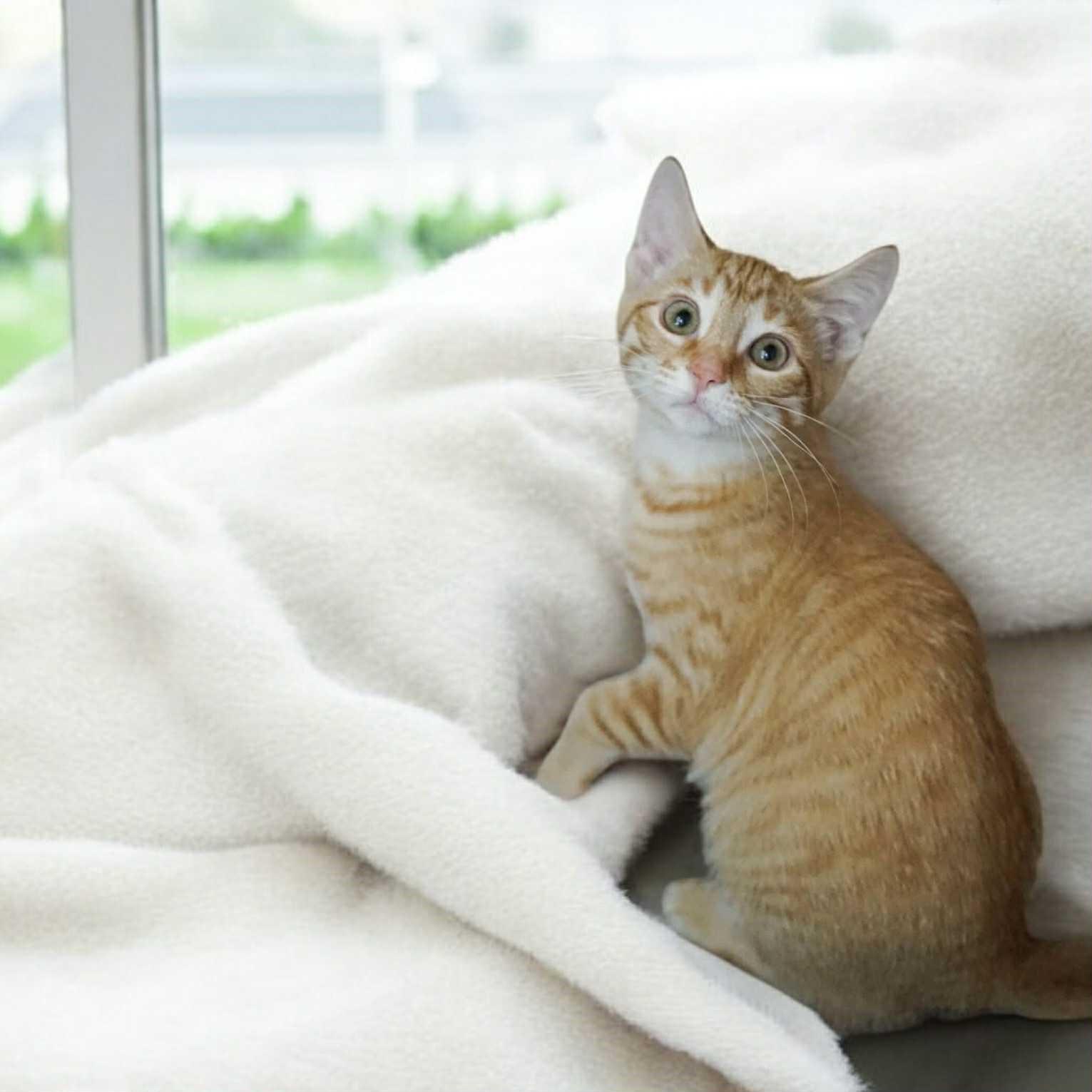 Cat for adoption - Ritz, a Domestic Short Hair Mix in Minneapolis , MN ...