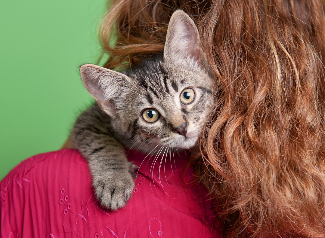 Cat for adoption - Yarrow Flower, a Domestic Short Hair in Narragansett ...