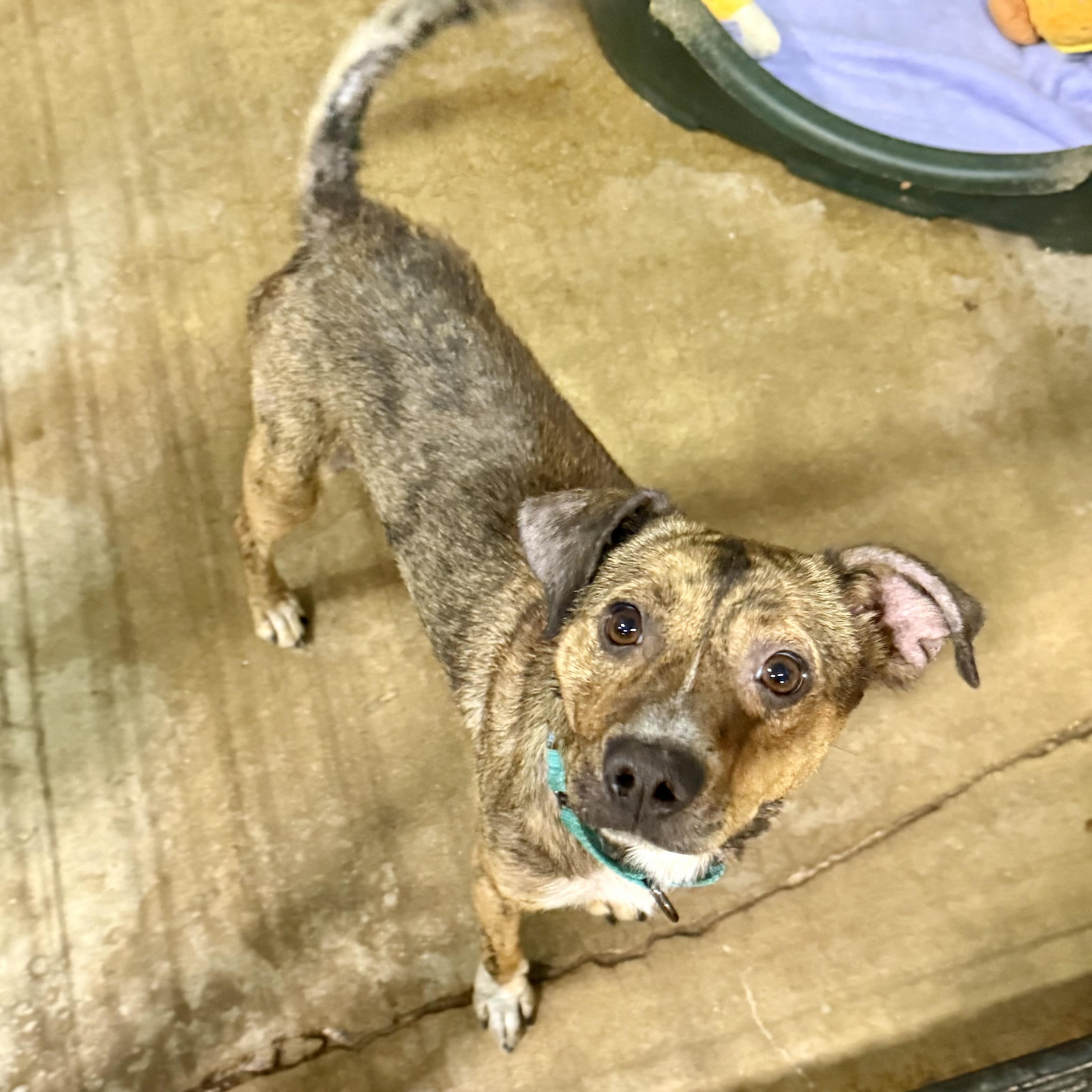 Dog for adoption - Karen, a Mixed Breed in Gallatin, TN | Petfinder