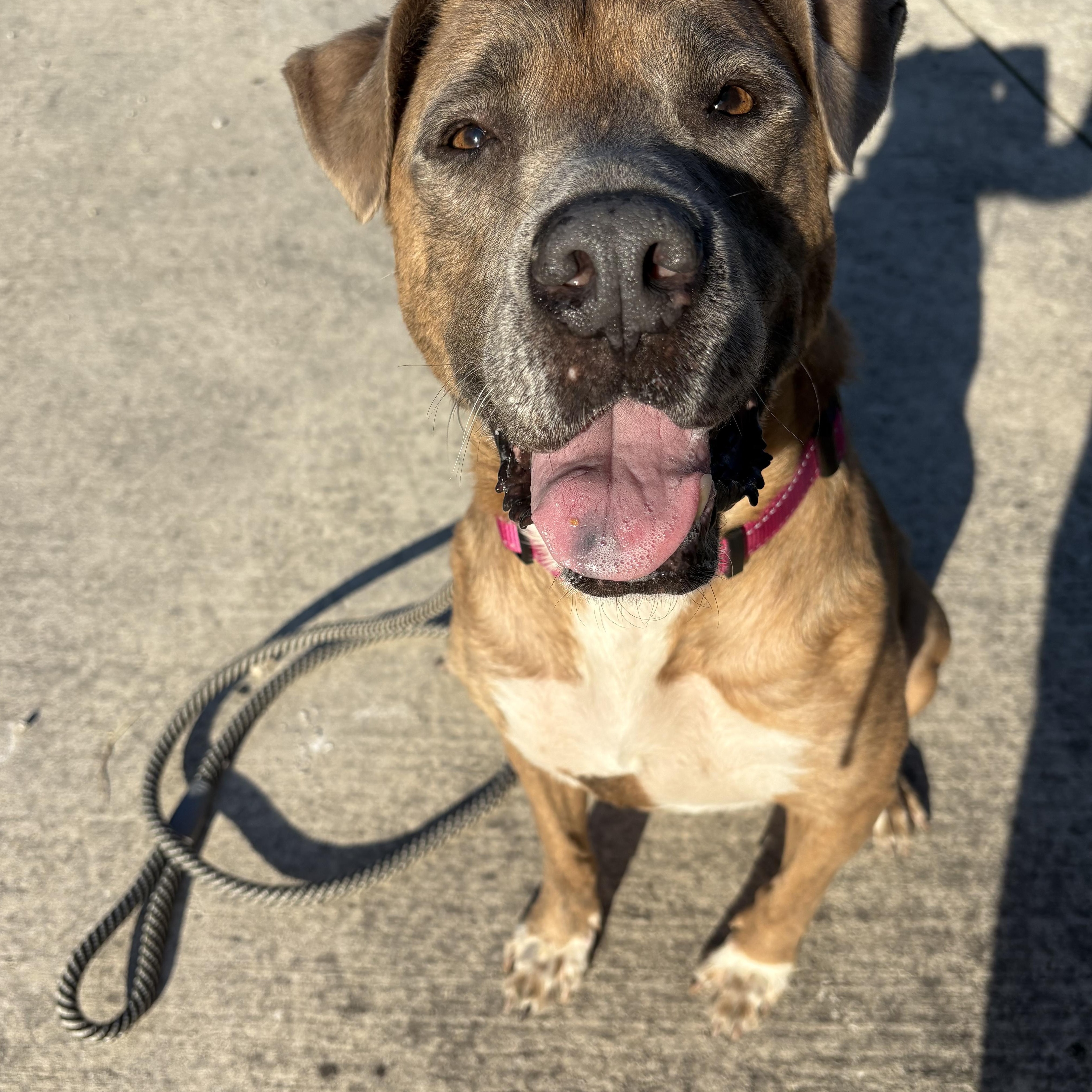 Dog for adoption - Kahlua, a Retriever Mix in pittsburgh, PA | Petfinder