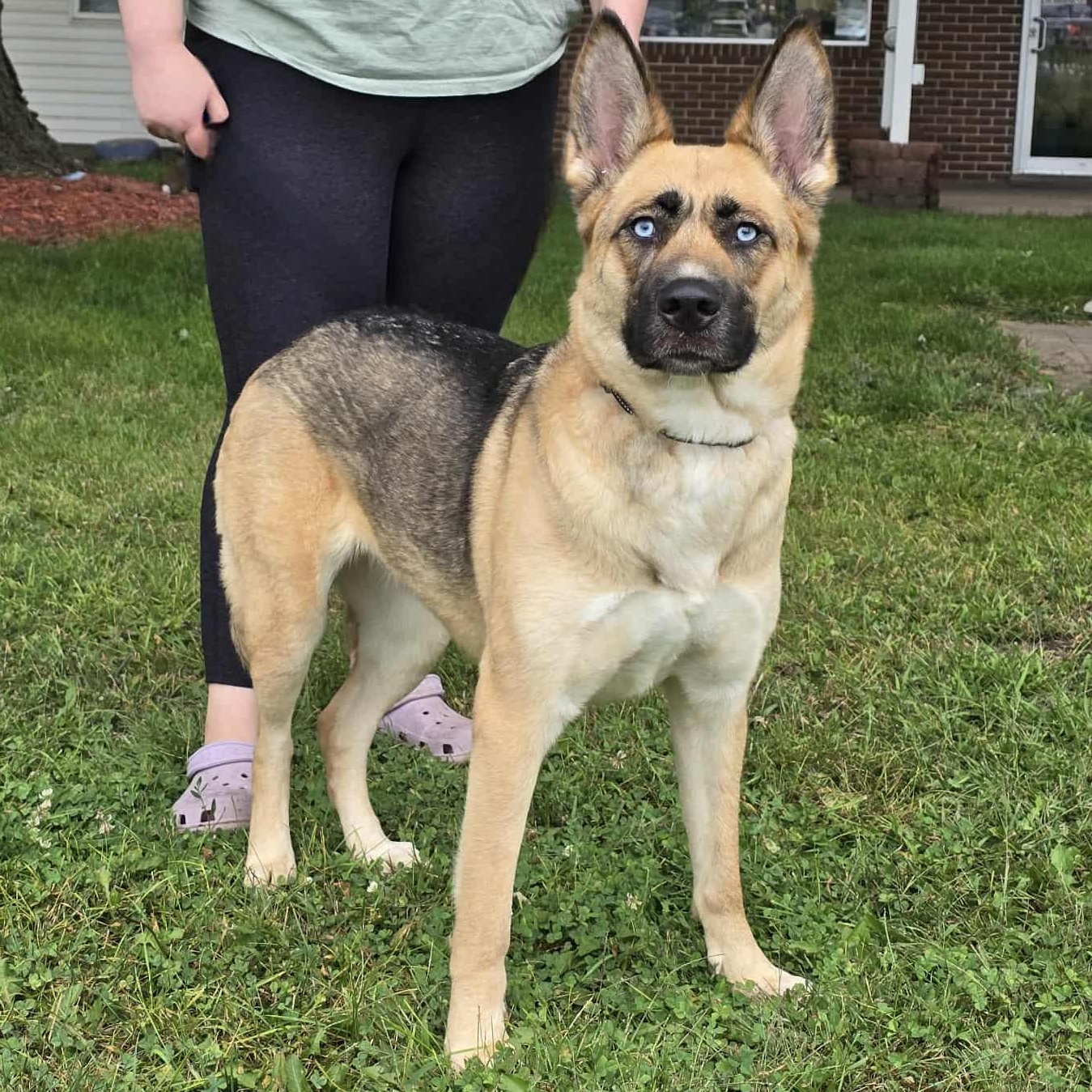 Dog for adoption - Jewel, a German Shepherd Dog & Siberian Husky Mix in ...