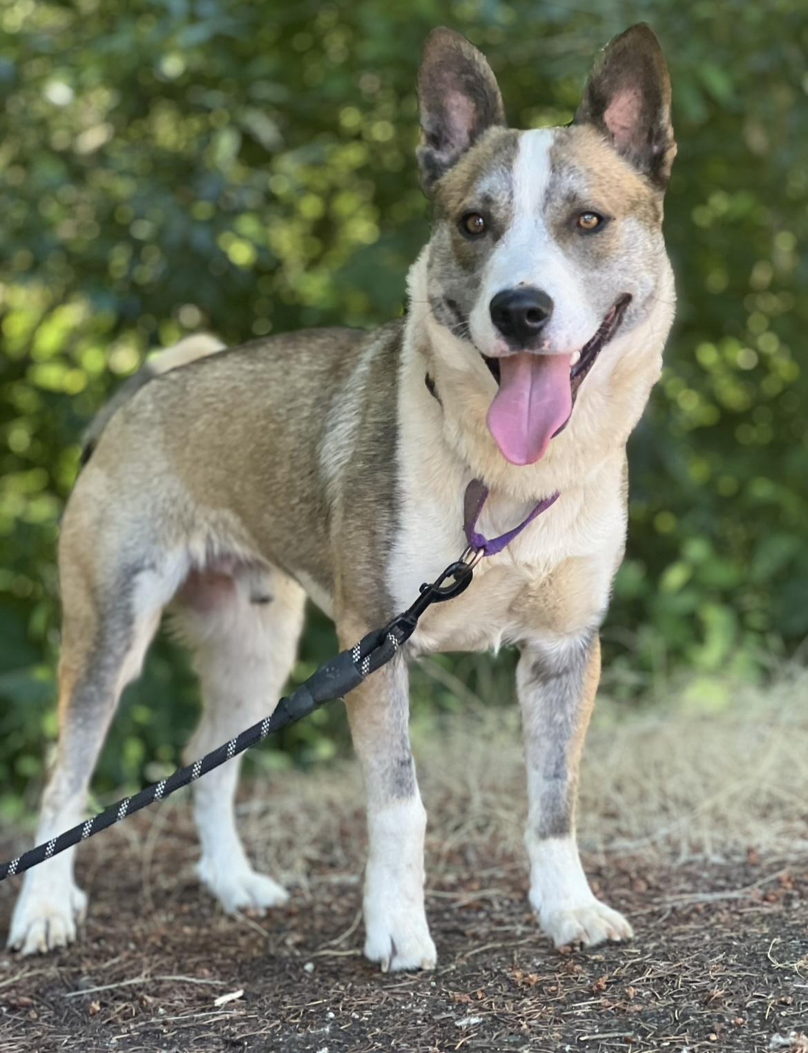 Dog for adoption - Carson, a Corgi & Husky Mix in Tigard, OR | Petfinder