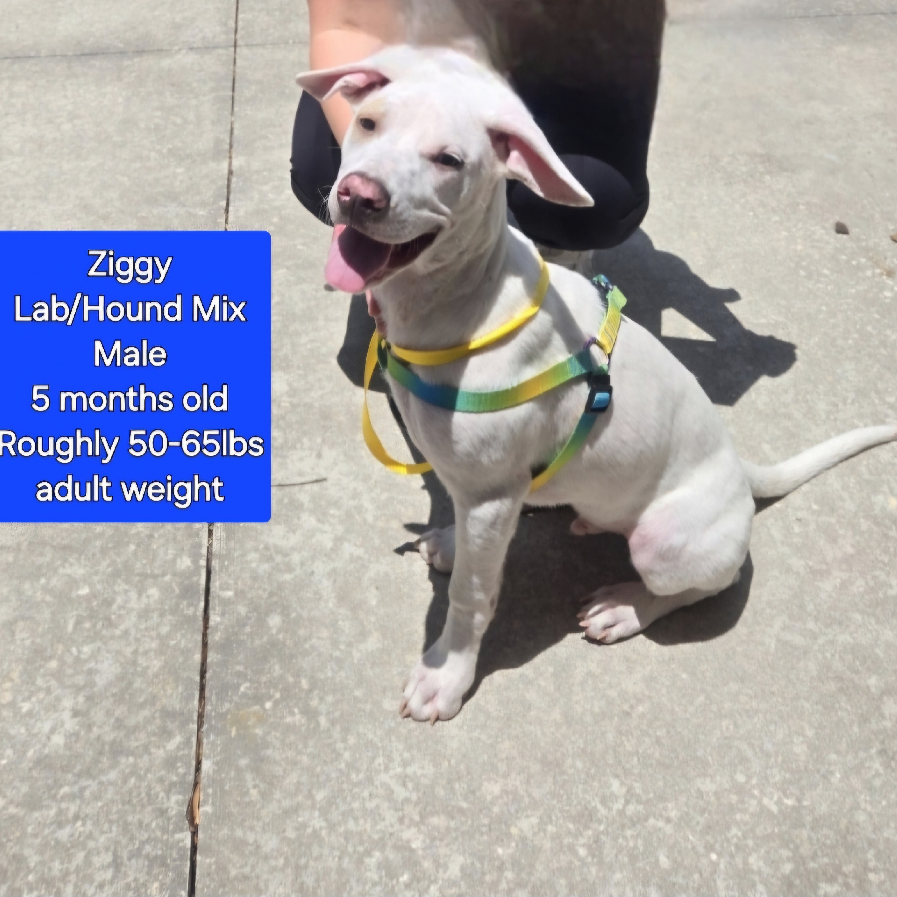 Florida Dog Adoptions | Dogs for Adoption in FL