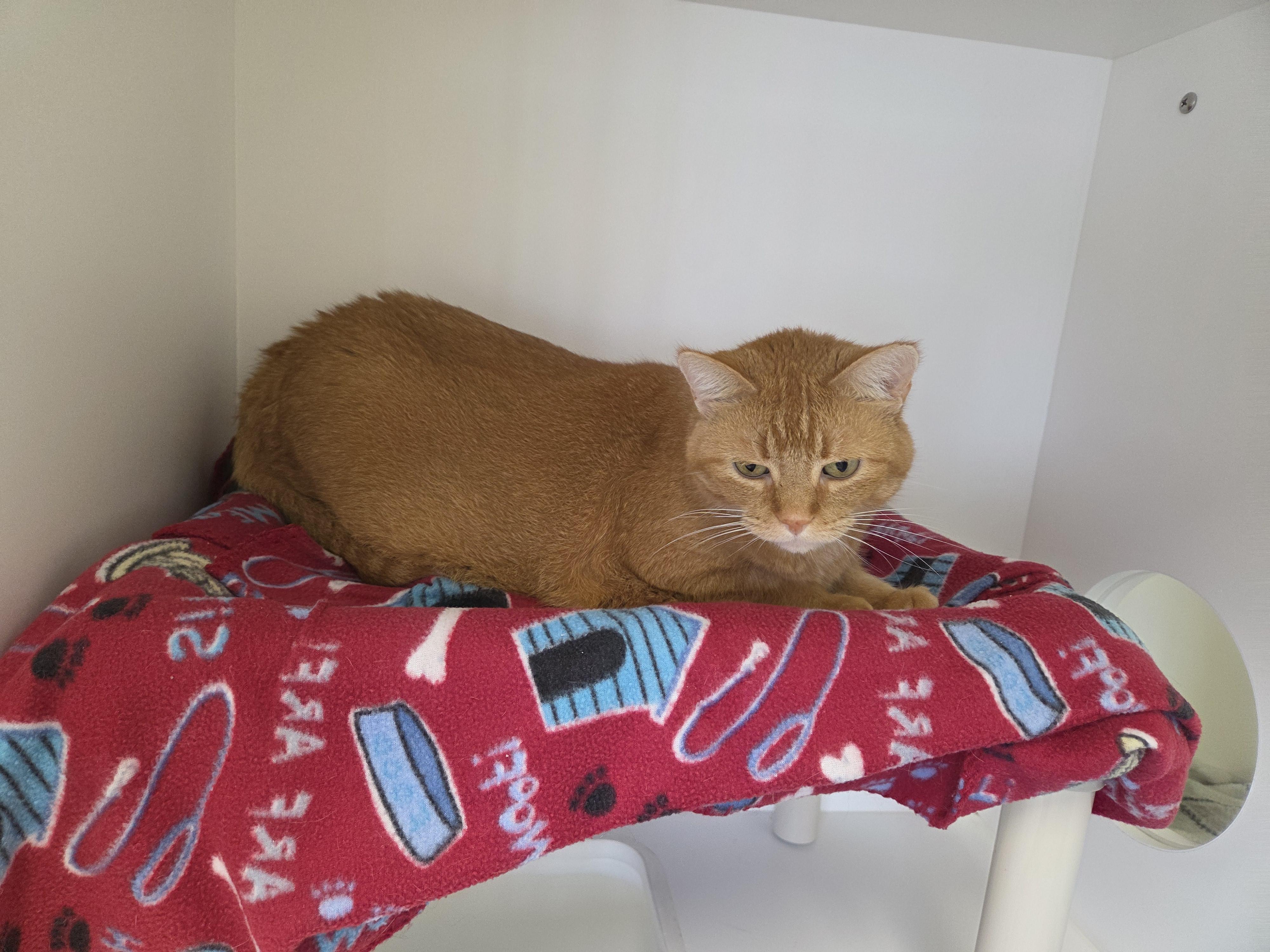 Cat for adoption - Jinxy, a Domestic Short Hair Mix in Carsonville, MI ...