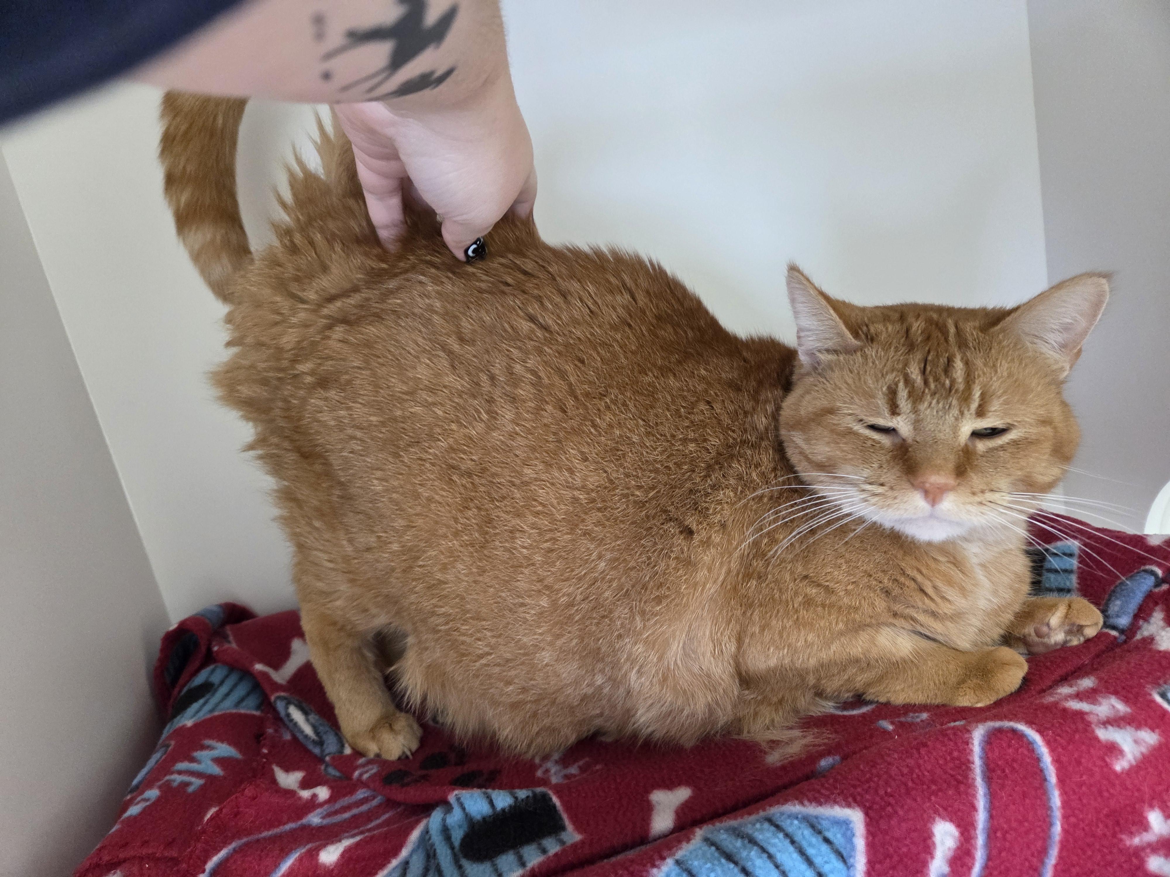 Cat for adoption - Jinxy, a Domestic Short Hair Mix in Carsonville, MI ...