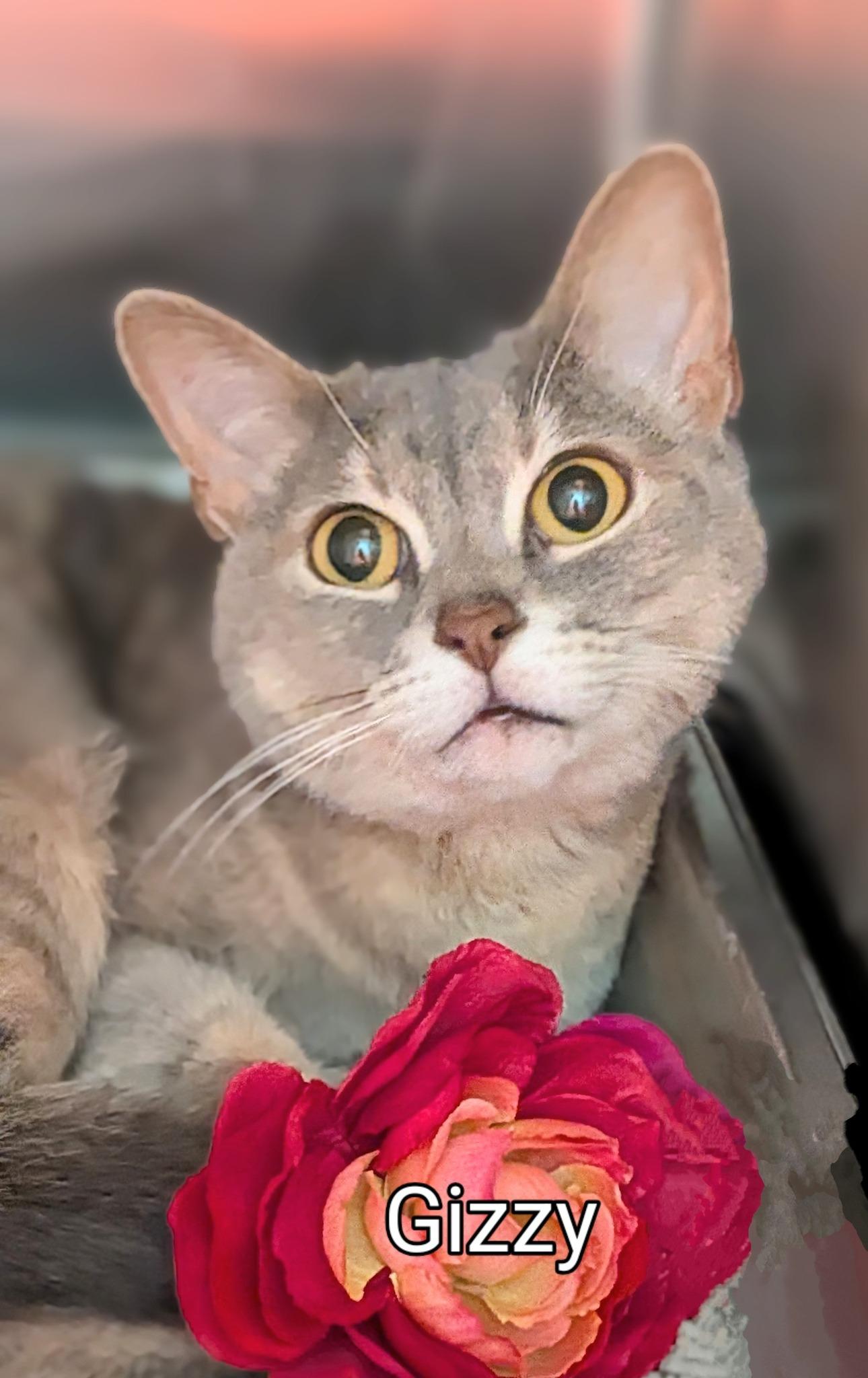 Cat for adoption - Gizzy, a Domestic Short Hair in Flint, MI | Petfinder