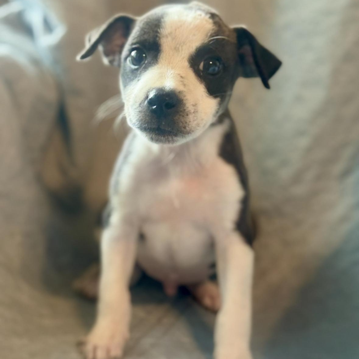 Dog for adoption - Carter, an Australian Cattle Dog / Blue Heeler ...