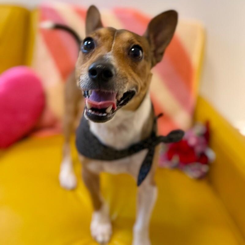 Dog for adoption - Andy, a Chihuahua & Jack Russell Terrier Mix in ...