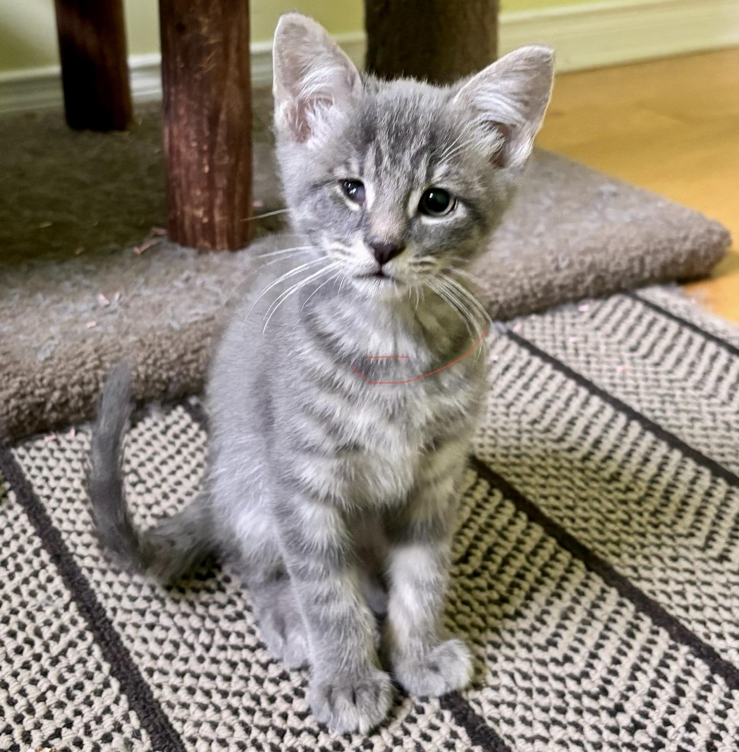 Cat for adoption - Parm, a Tabby & Domestic Short Hair Mix in Toronto ...