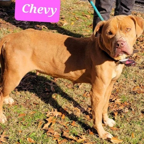 Dog for adoption - Chevy, a Dogue de Bordeaux Mix in Hackett, AR ...