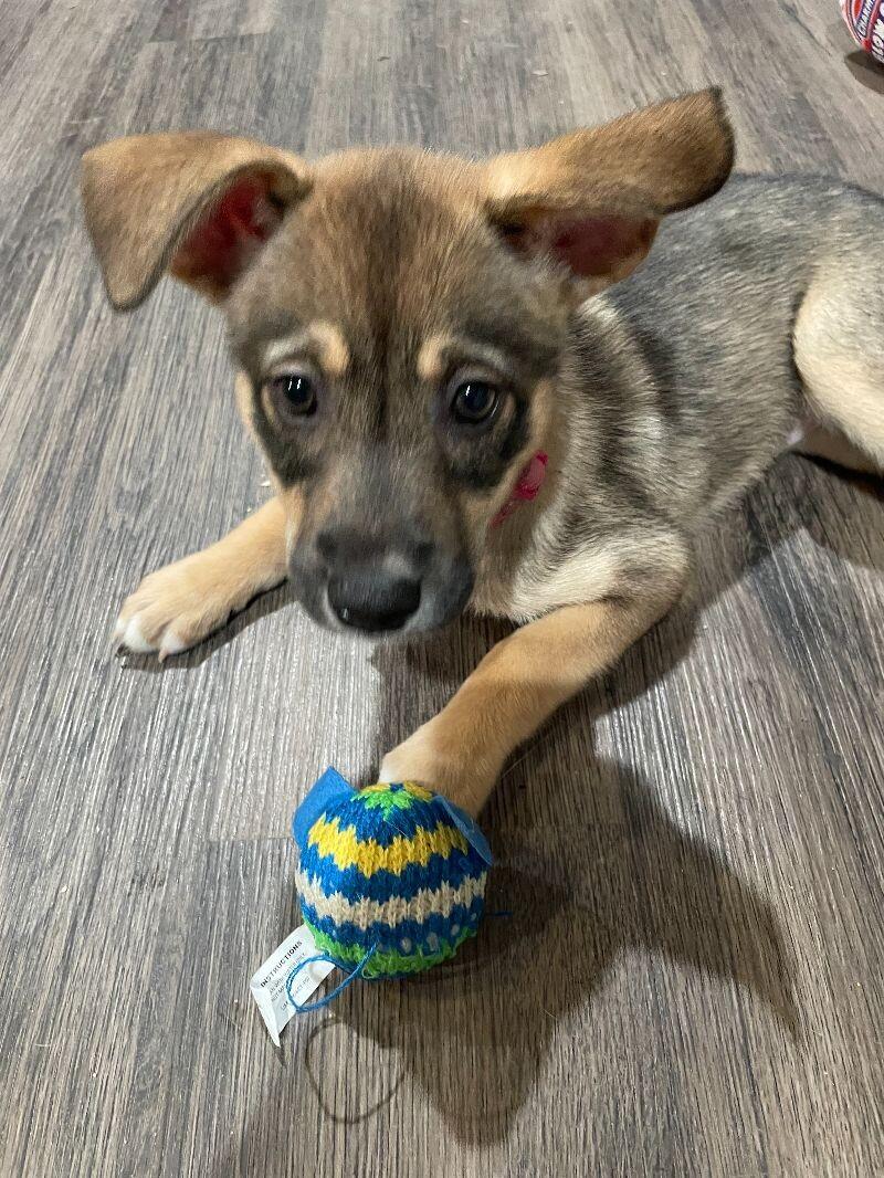 Dog for adoption - Joan Jett Eighties, a Labrador Retriever & German ...