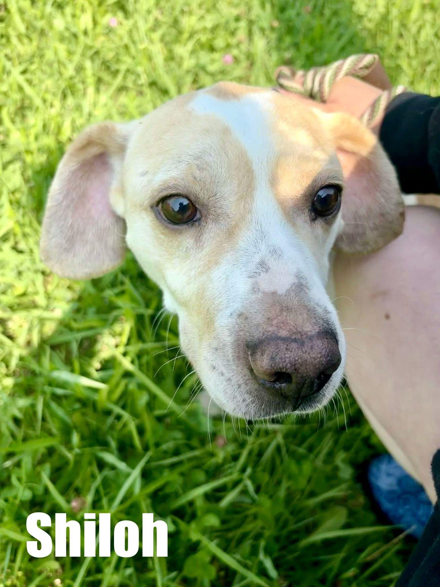 Dog for adoption - Shiloh, a Beagle Mix in Sunbright, TN | Petfinder