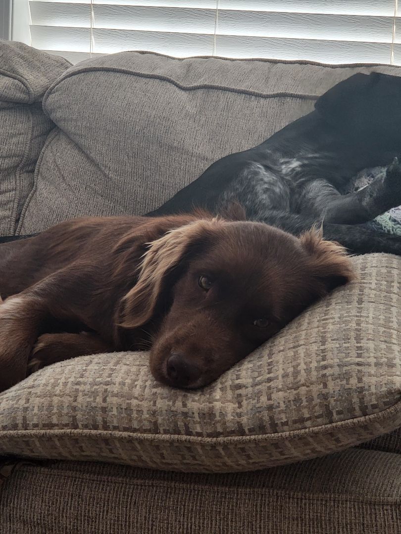 Dog for adoption - Lady, a Labrador Retriever & Boykin Spaniel Mix in ...