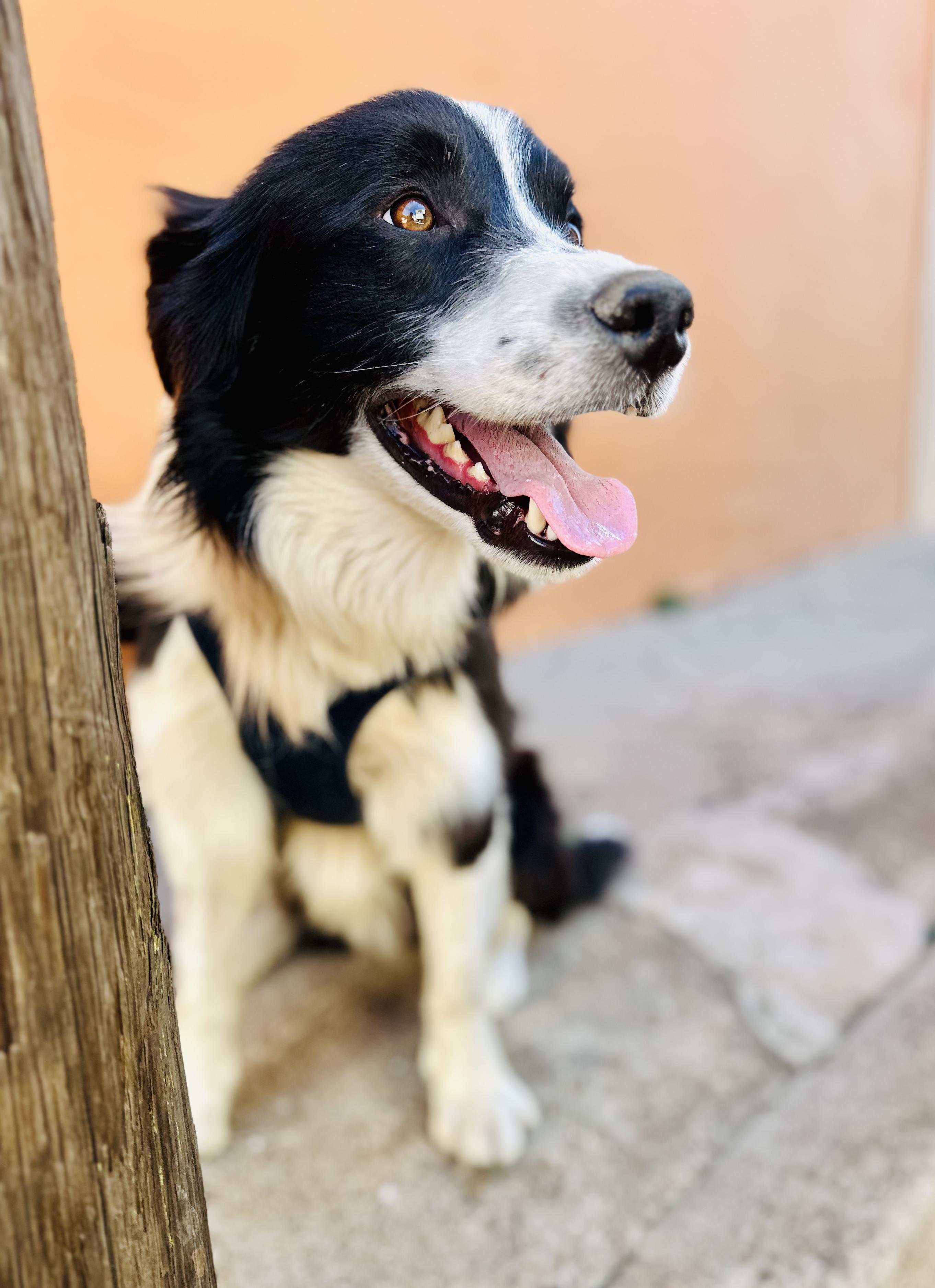 Dog for adoption - Wyatt, a Border Collie Mix in Encino, CA | Petfinder