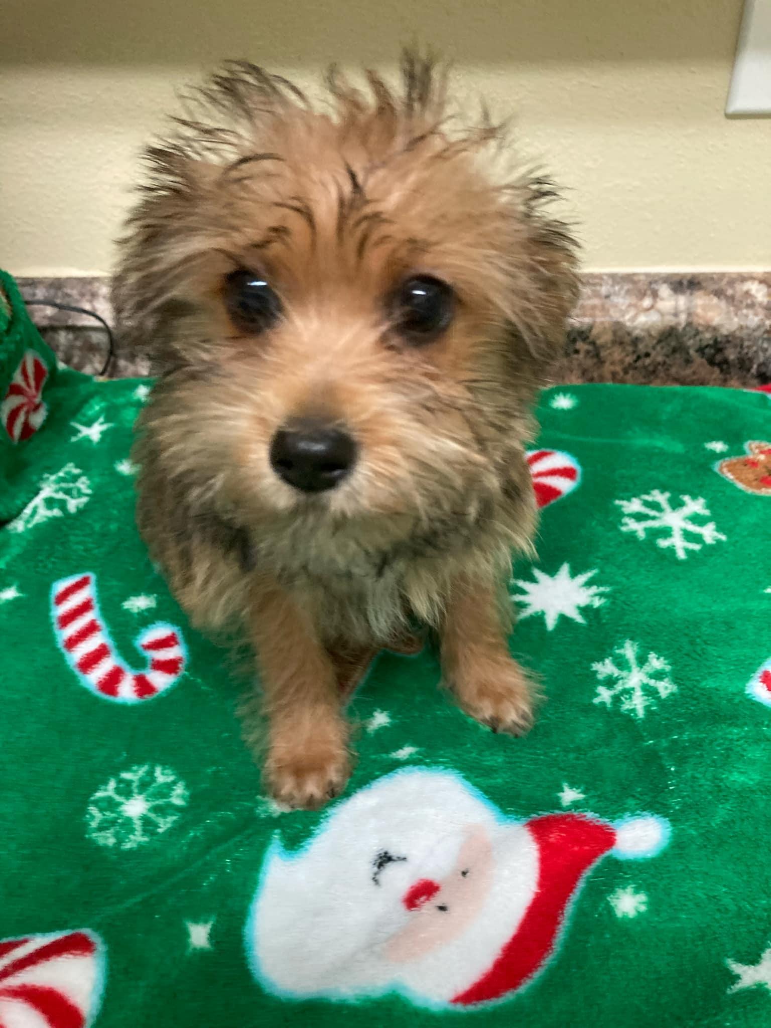 Dog for adoption - Faye and Kiera!, a Yorkshire Terrier Mix in Bellevue ...