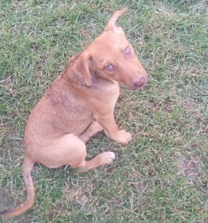 Dog for adoption - Shay, a Weimaraner & Rhodesian Ridgeback Mix in ...