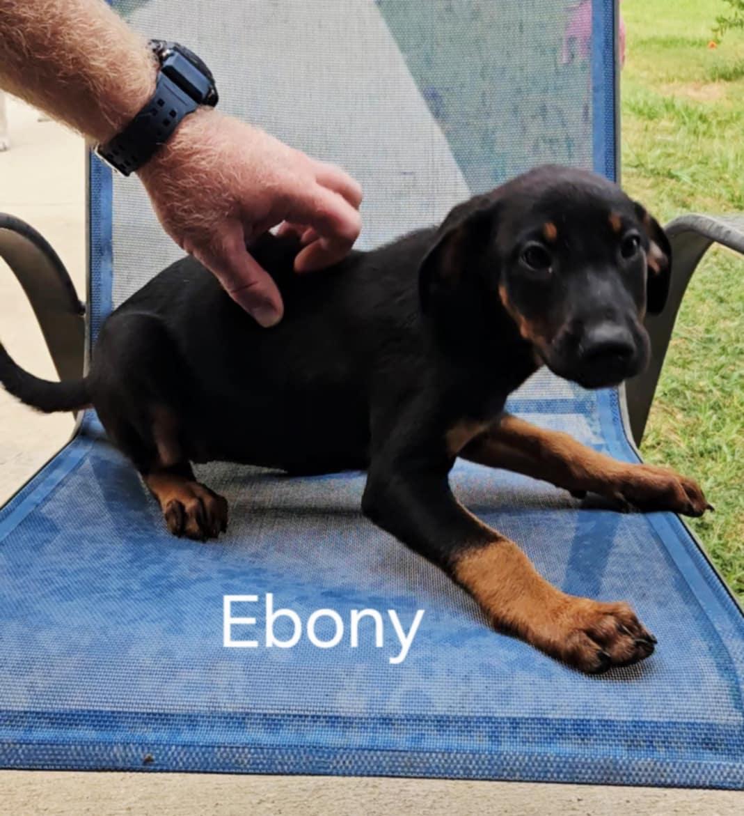 Dog for adoption - Ebony, a Mixed Breed in Wantagh, NY | Petfinder