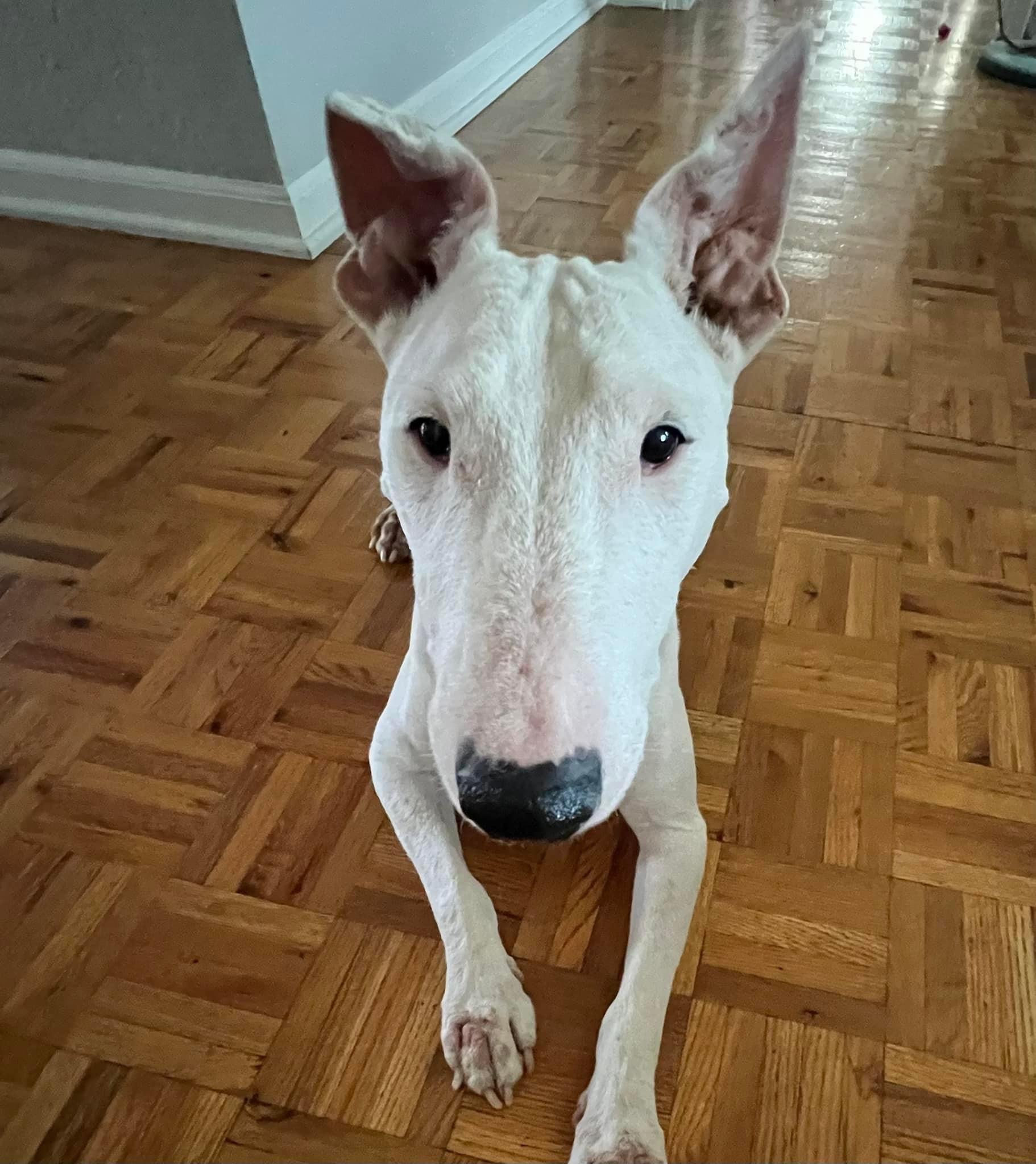 Dog for adoption - Augustus, a Bull Terrier in Peoria, AZ | Petfinder