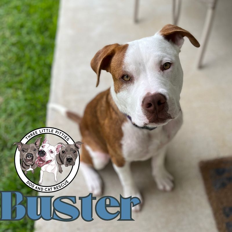 Dog for adoption - Buster Morris Super Model Star, a Pit Bull Terrier ...