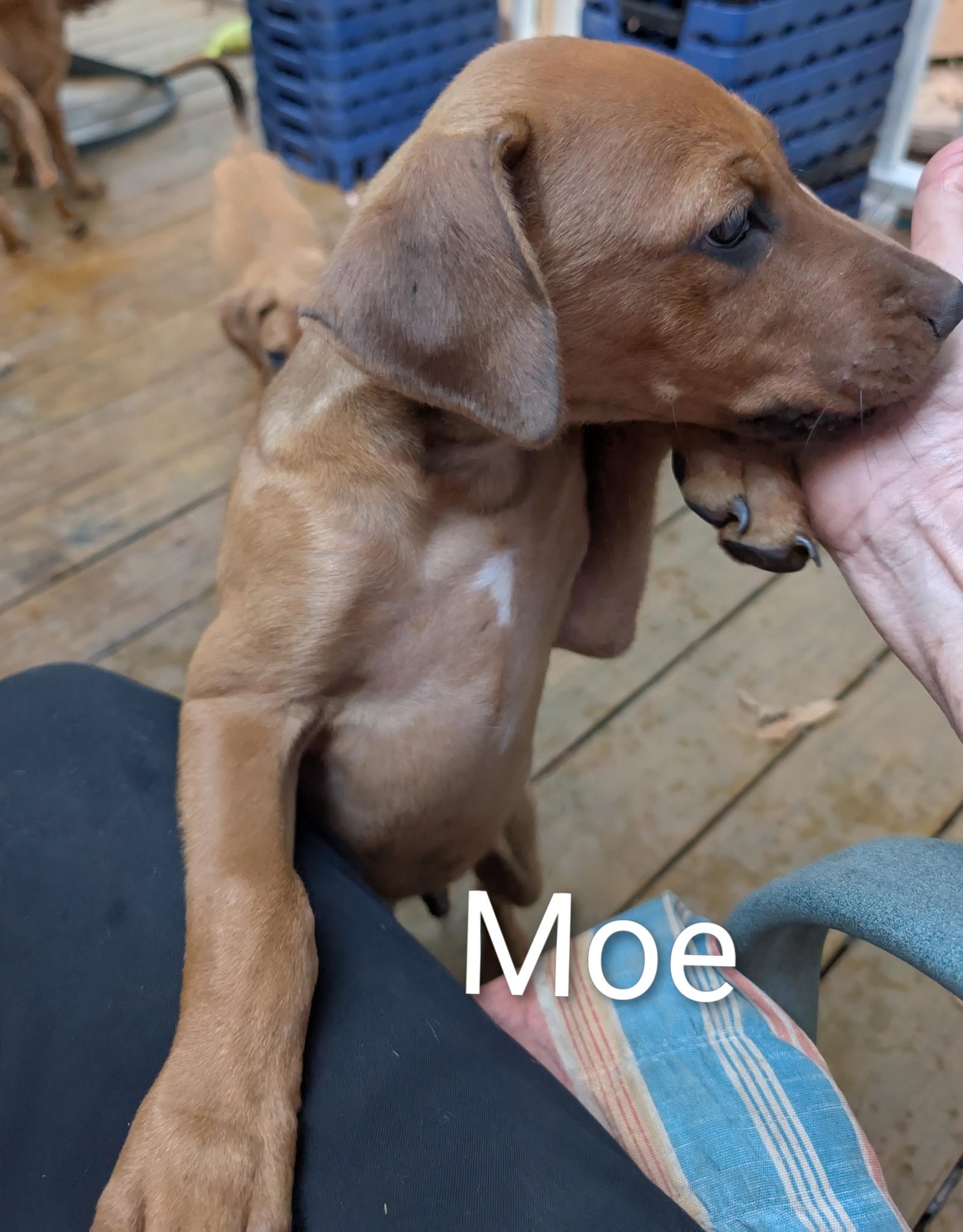 Dog for adoption - Moe, a Boxer & Bloodhound Mix in Pembroke, MA ...