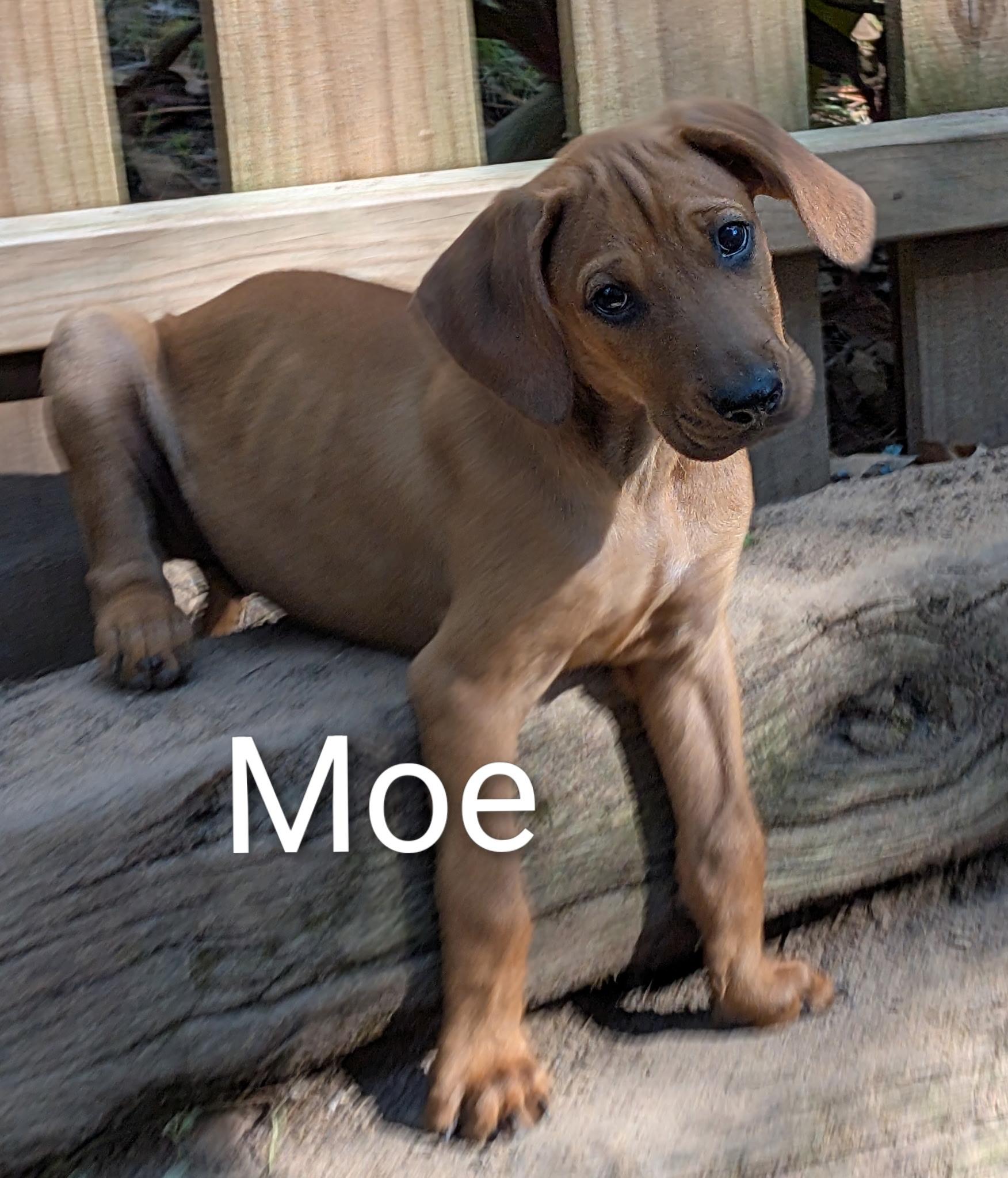 Dog for adoption - Moe, a Boxer & Bloodhound Mix in Pembroke, MA ...