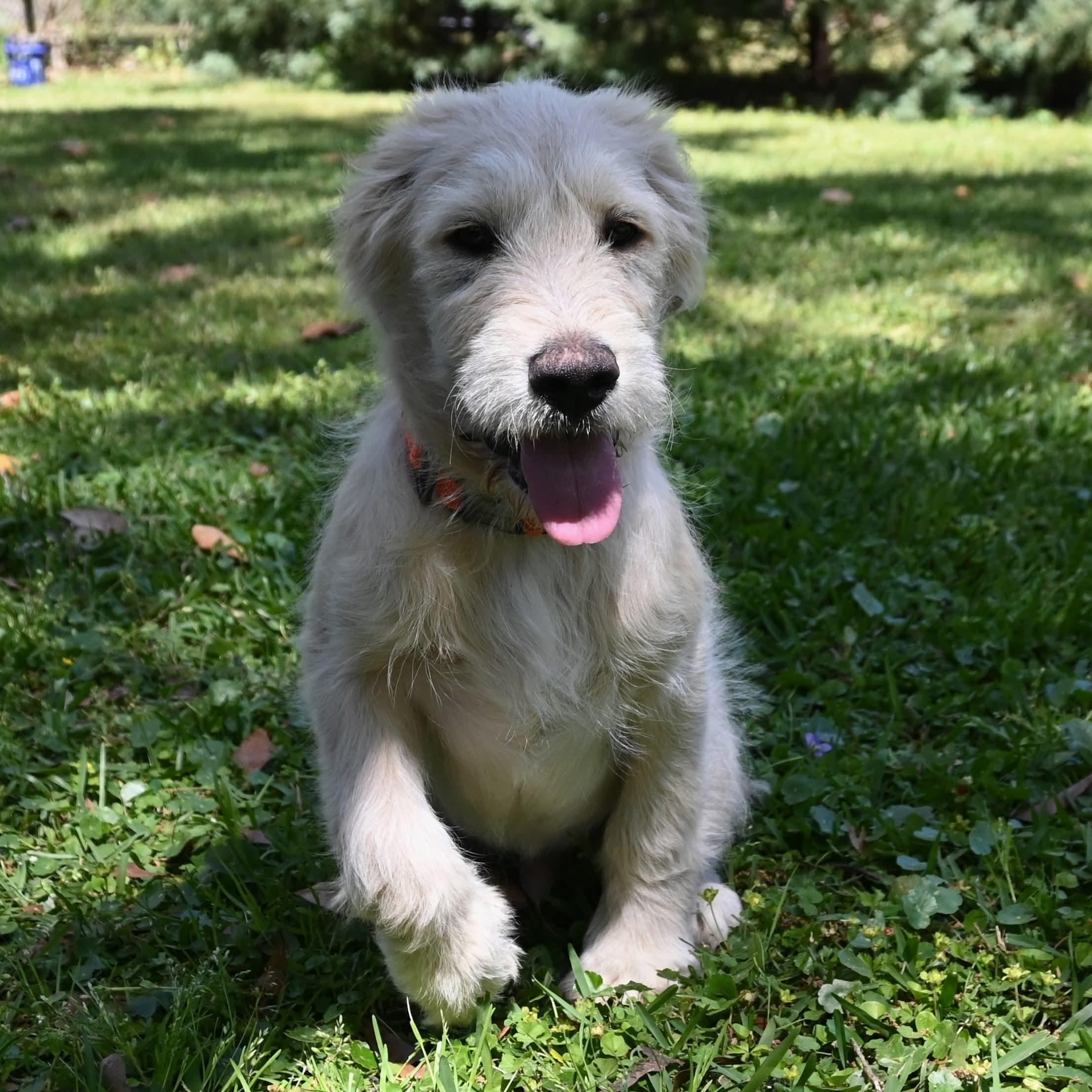 Dog for adoption - Calloway, a Great Pyrenees & Poodle Mix in ...