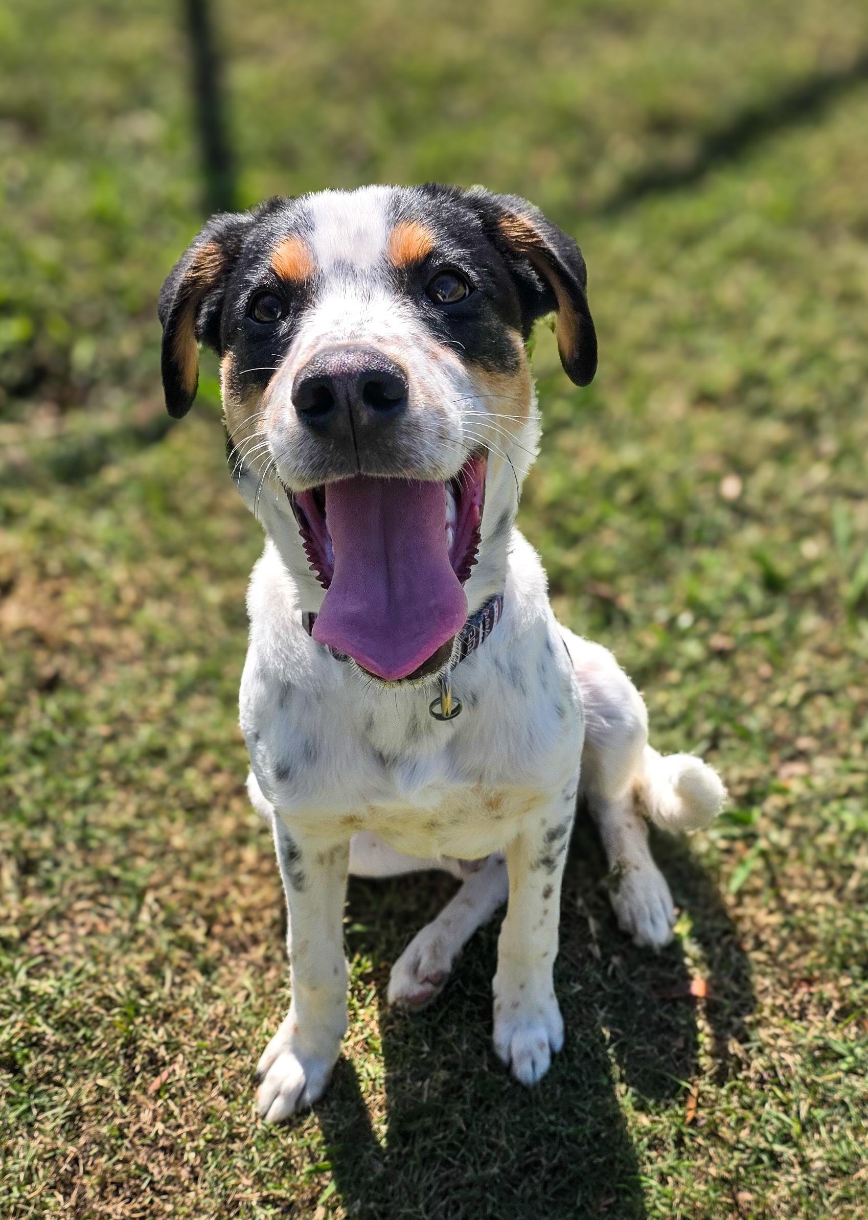 Dog for adoption - Ripp, an Australian Cattle Dog / Blue Heeler Mix in ...