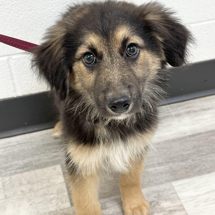 Dog for adoption - Charlie, a German Shepherd Dog Mix in Potomac, MD ...