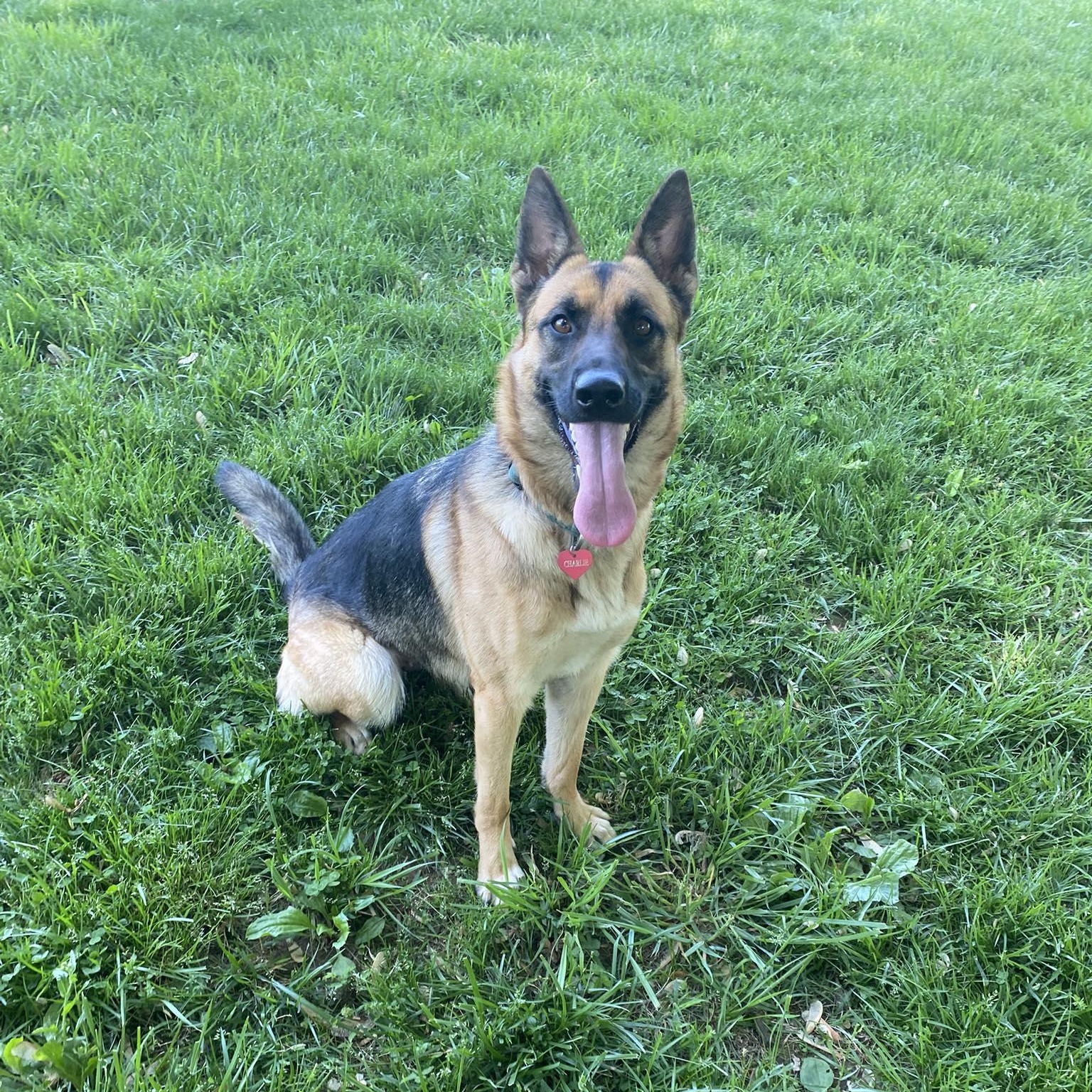 Dog for adoption - Charlie, a German Shepherd Dog in Greeneville, TN ...