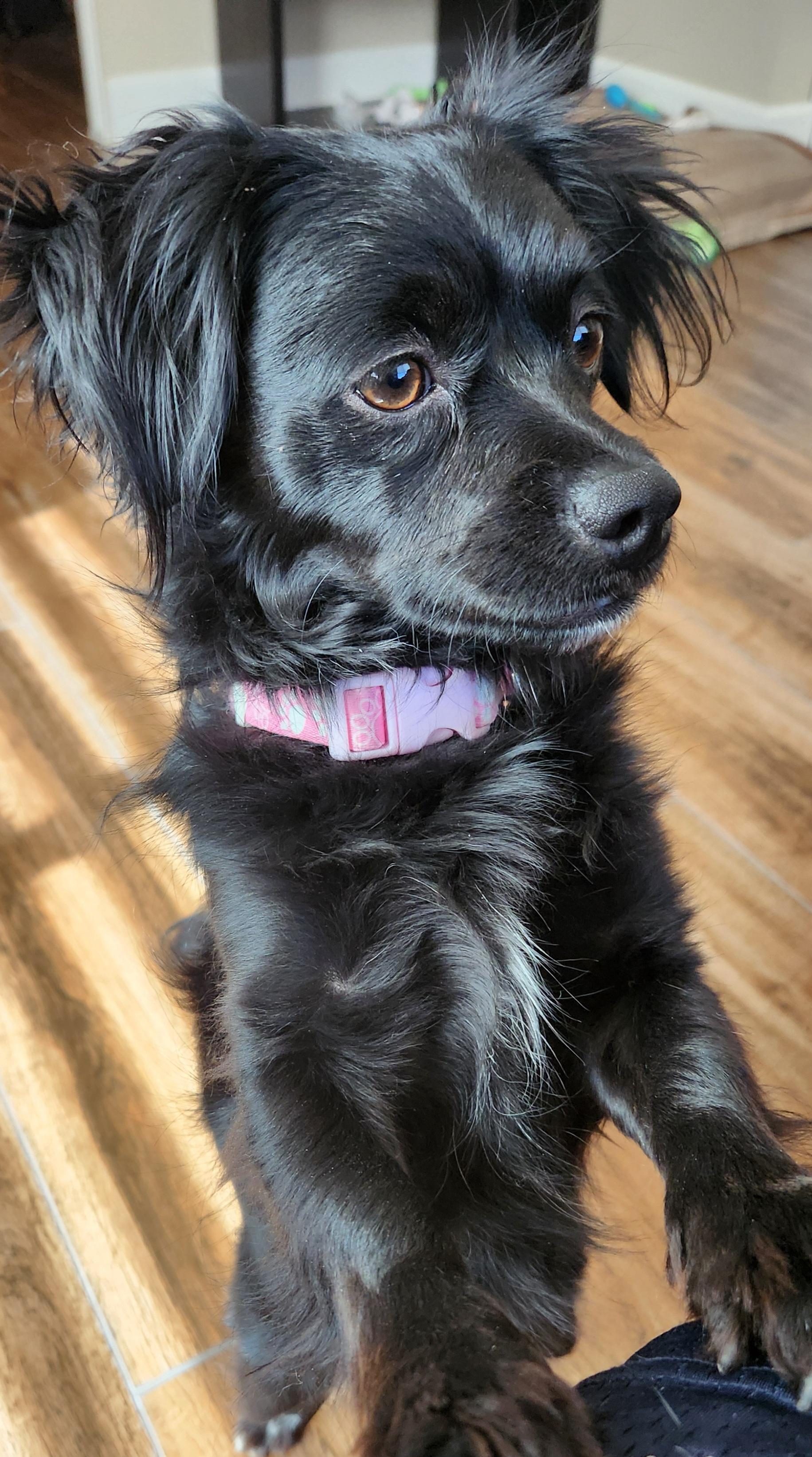 Dog for adoption - Patience, a Cocker Spaniel & Pomeranian Mix in La ...