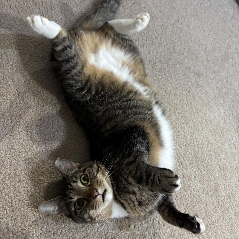 Cat for adoption - Austin Texas, a Domestic Short Hair Mix in Montreal ...