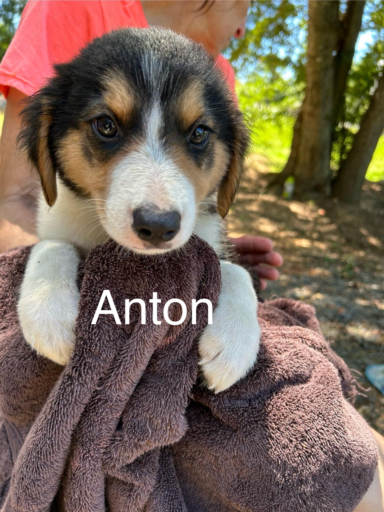 Dog for adoption - anton, an Australian Shepherd & Beagle Mix in Springfield, IL | Petfinder