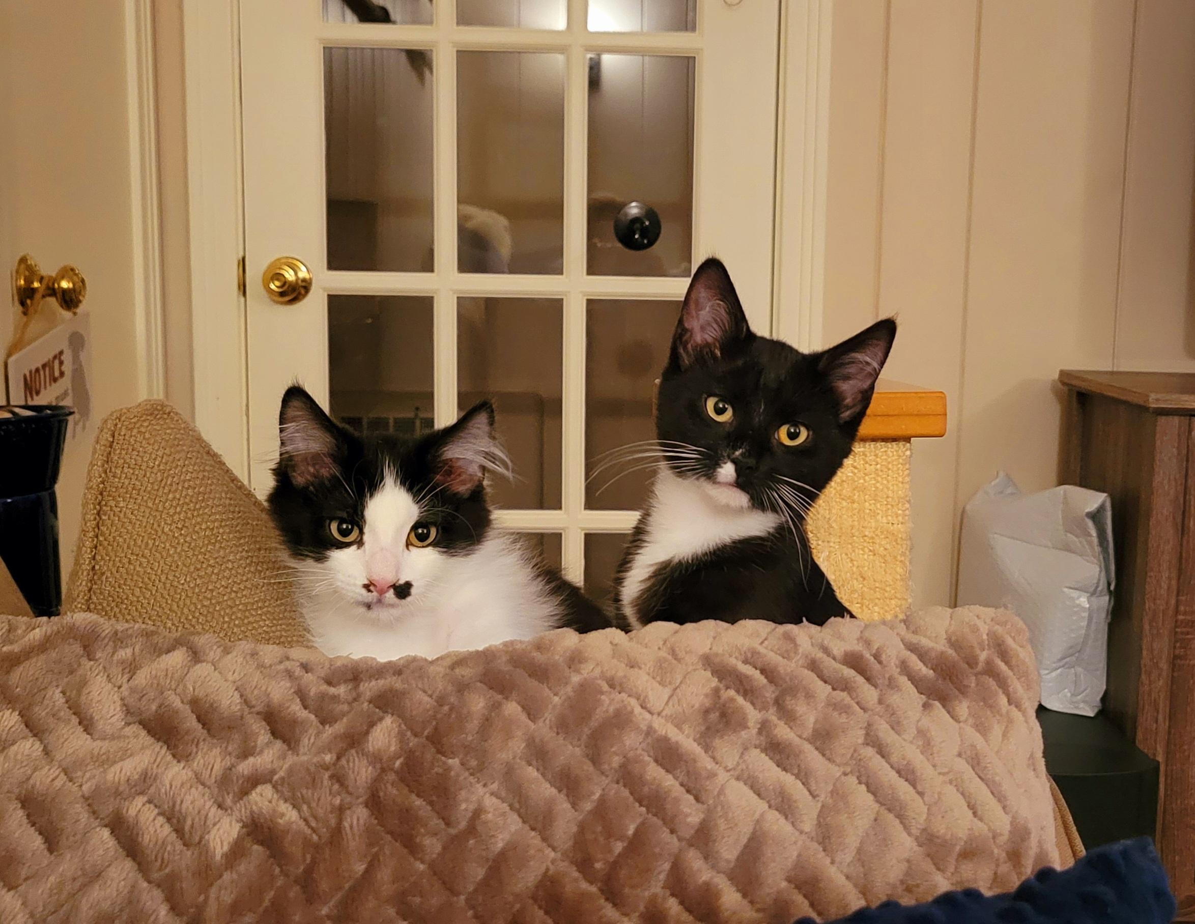 Cat for adoption - Snowden & Charlotte- adorable bonded siblings, a ...