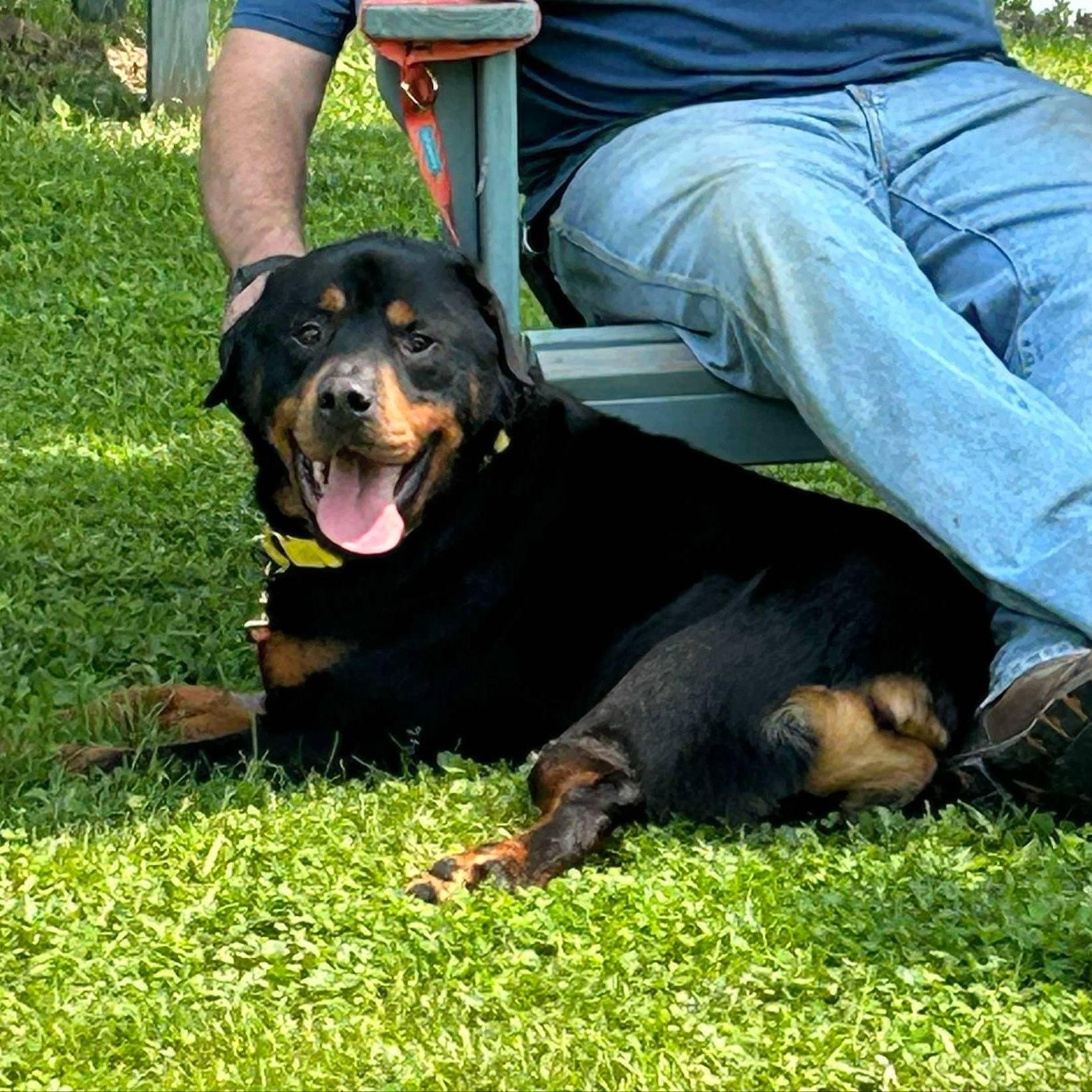 Dog for adoption - Shadow, a Rottweiler in Hackettstown, NJ | Petfinder