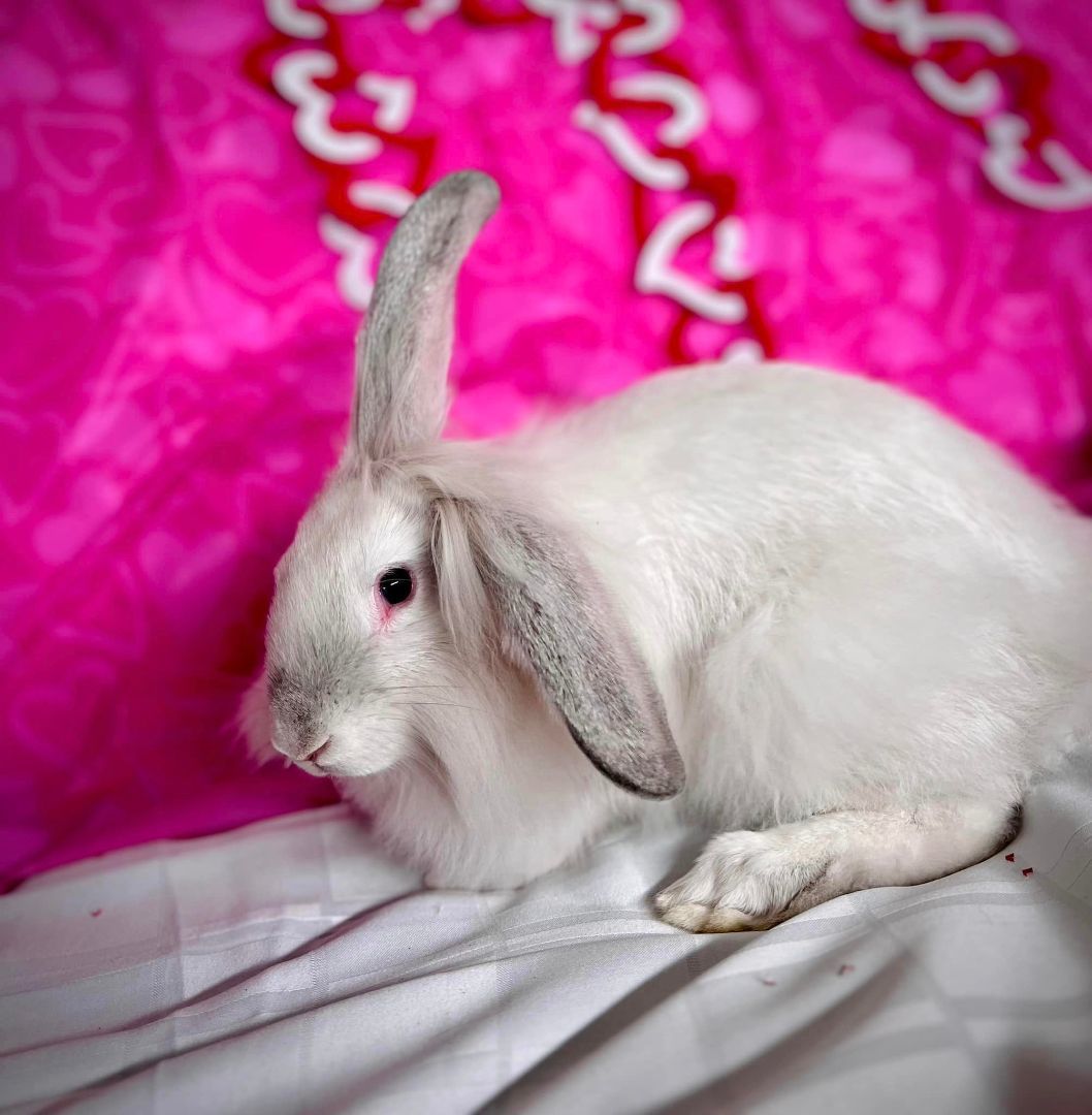 Rabbit for adoption - Jaina, a Lionhead in Windsor, ON | Petfinder