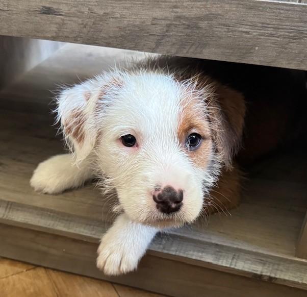 Durin - Adoptable Pet | Petfinder | Petfinder
