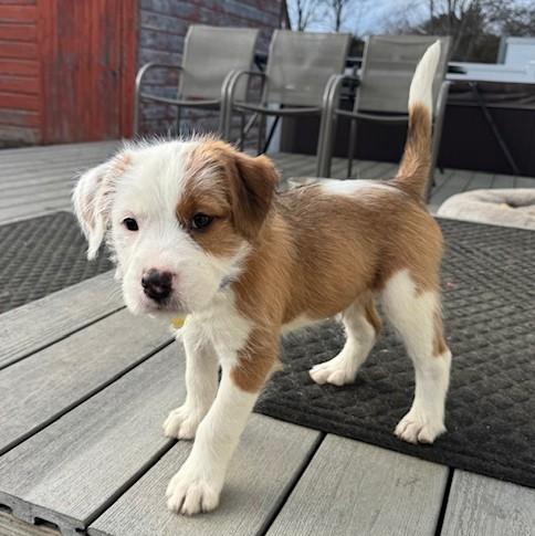 Durin - Adoptable Pet | Petfinder | Petfinder