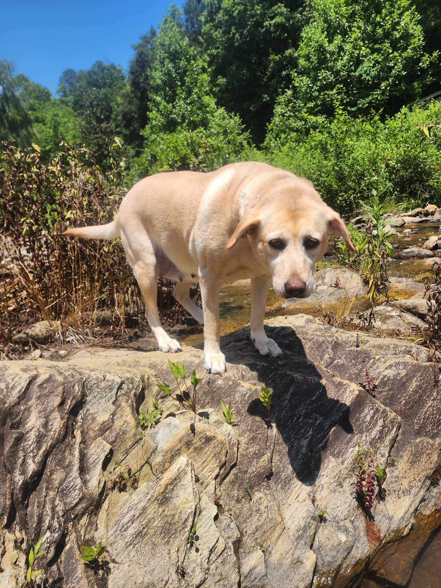 Dog for adoption - Dutch and cotton, a Labrador Retriever in Marion, NC ...